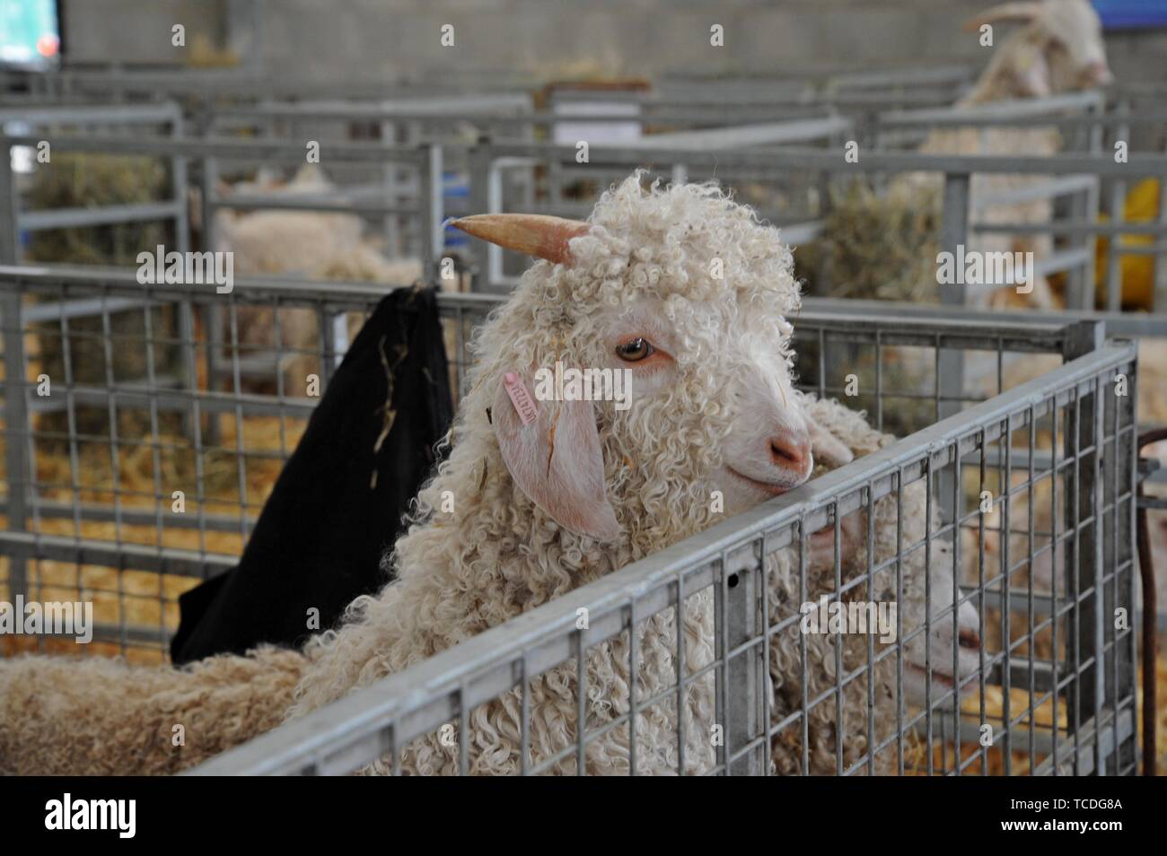 Angora goat kid looks over a pen at the Royal Welsh spring festival ...