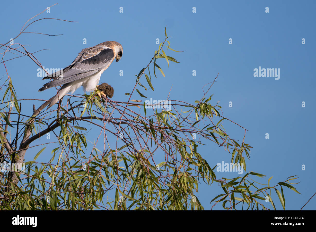 White tailed kite hi-res stock photography and images - Alamy