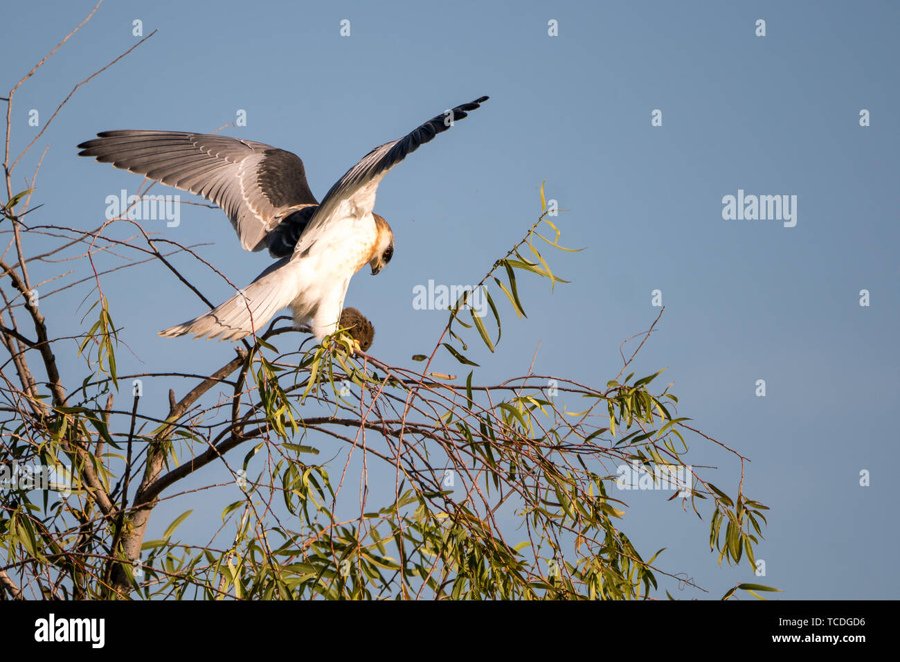 white tailed kite with prey in its talons Stock Photo - Alamy