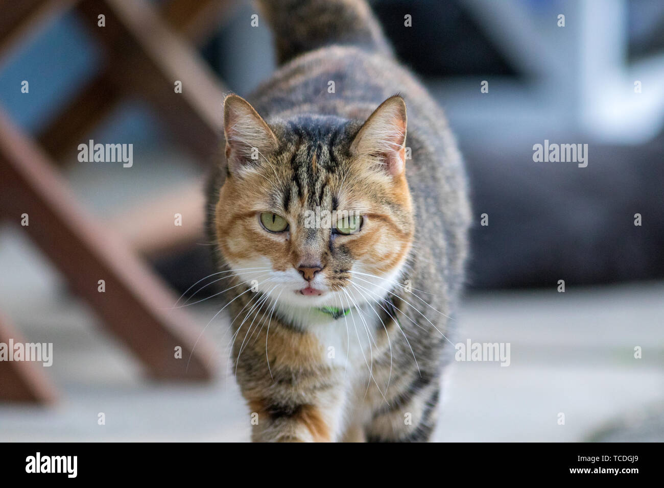 Stare down hi-res stock photography and images - Alamy