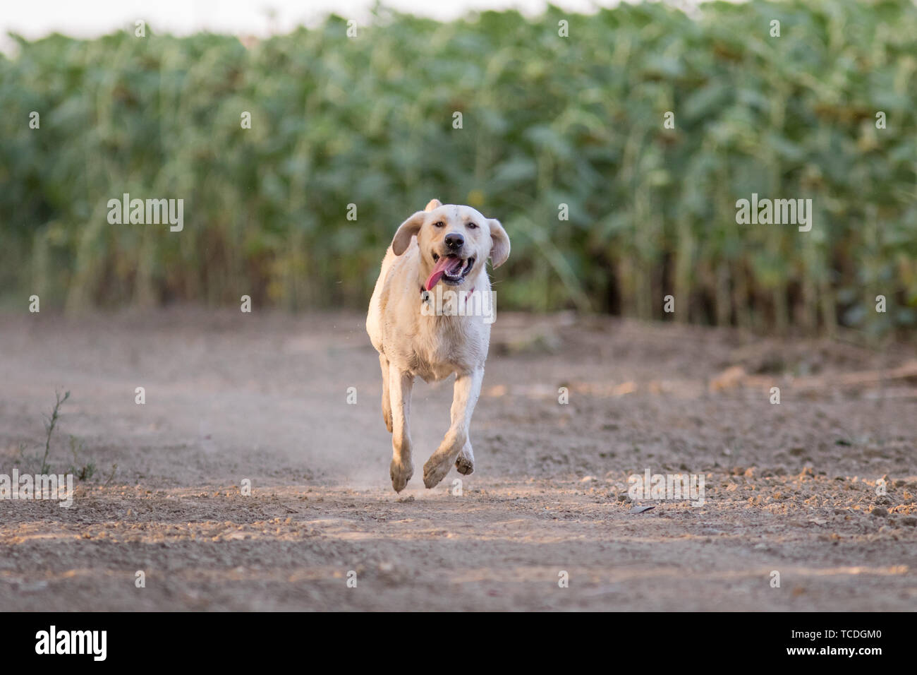 Happy yellow Labrador dog running Stock Photo - Alamy