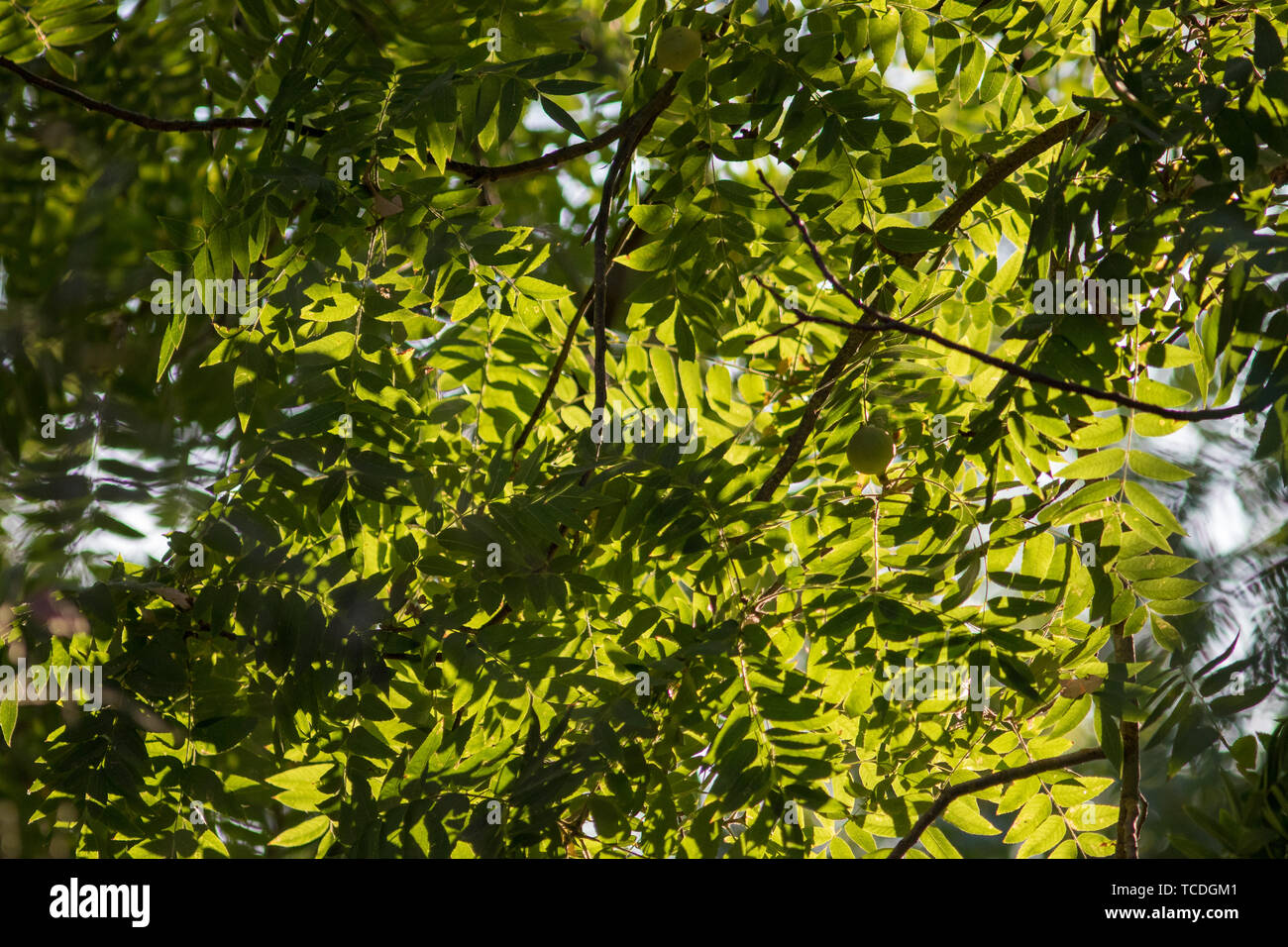 Sun coming through Walnut tree canopy Stock Photo - Alamy