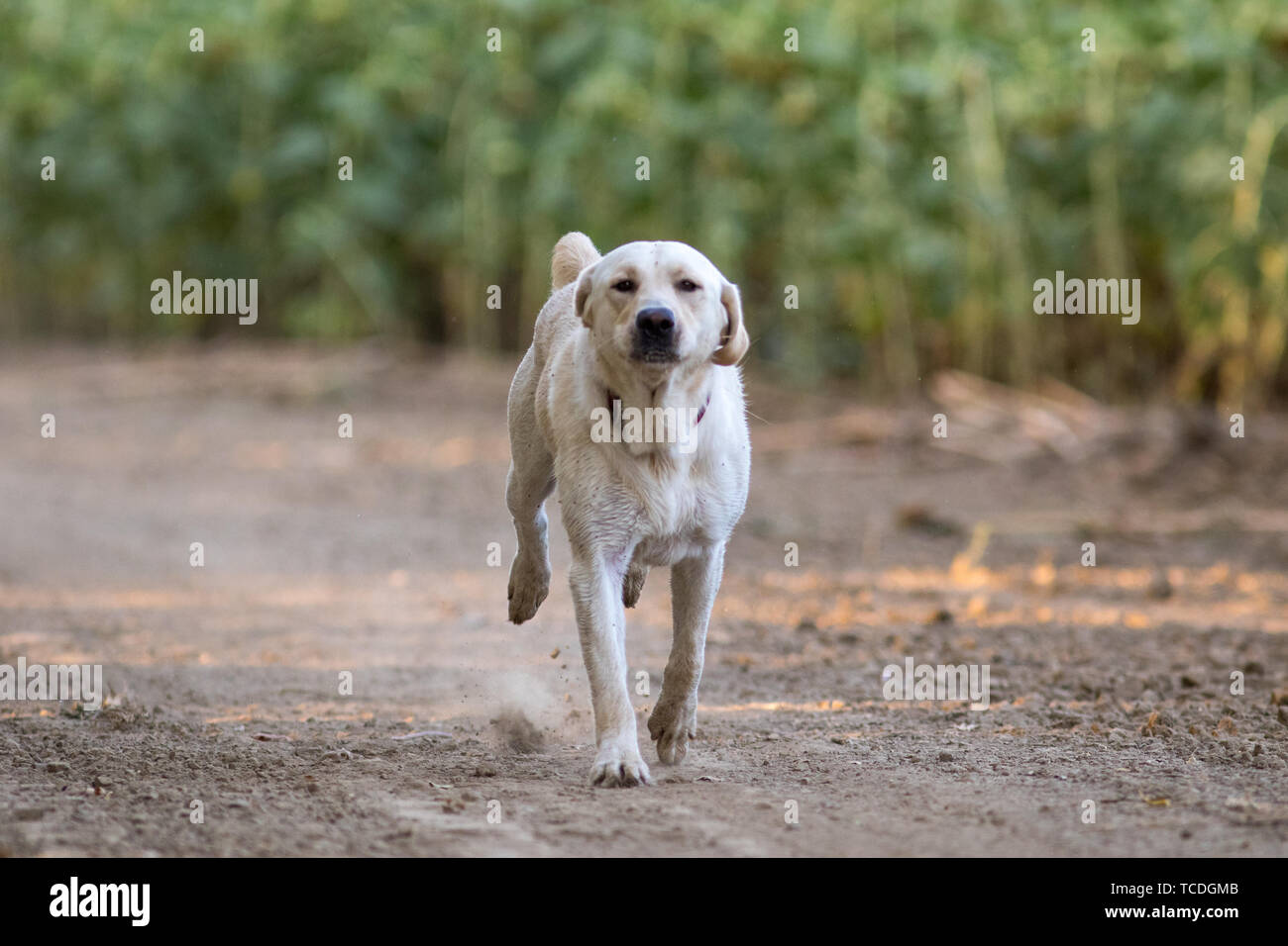 Happy yellow Labrador dog running Stock Photo - Alamy