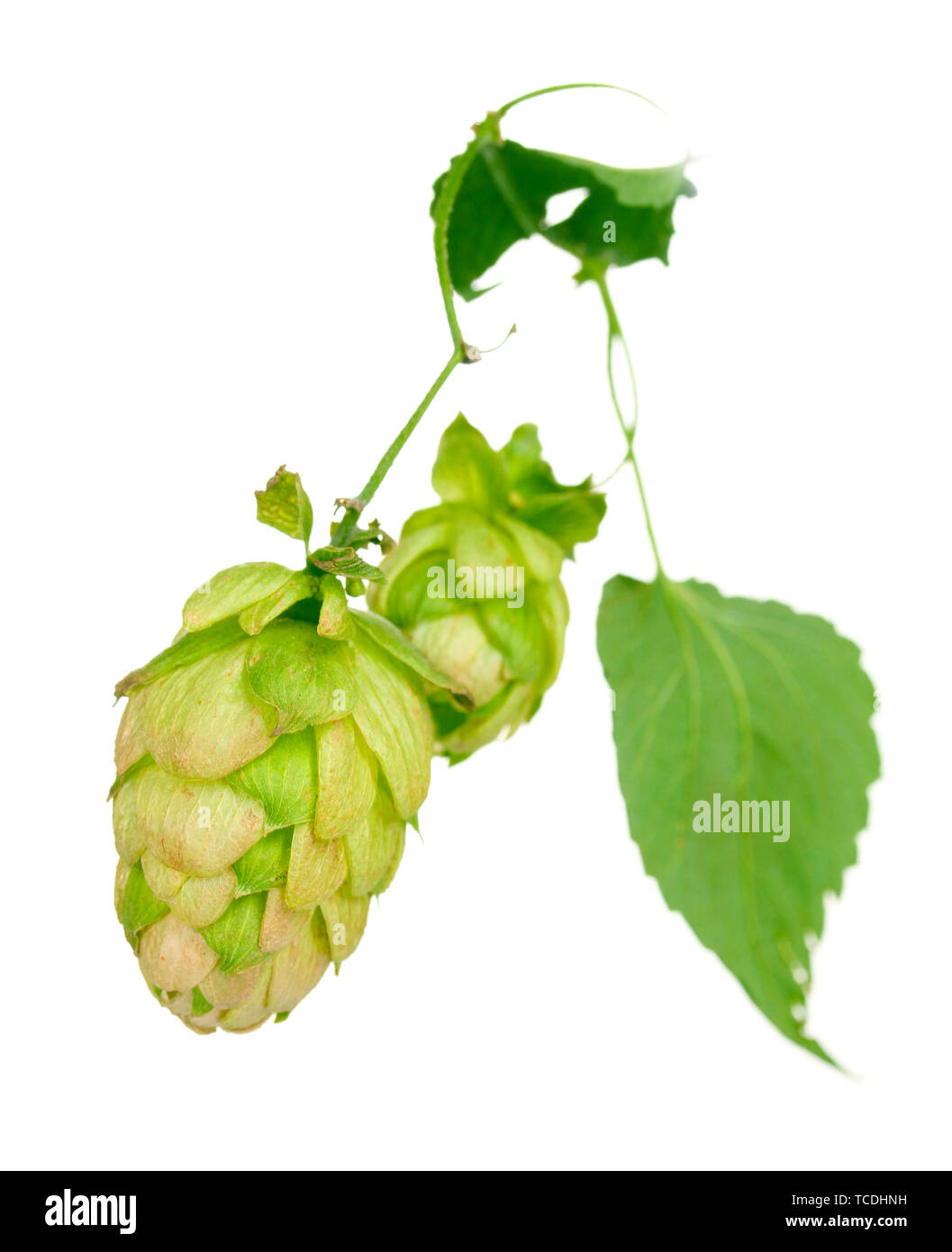 beautiful green hop isolated on white Stock Photo - Alamy