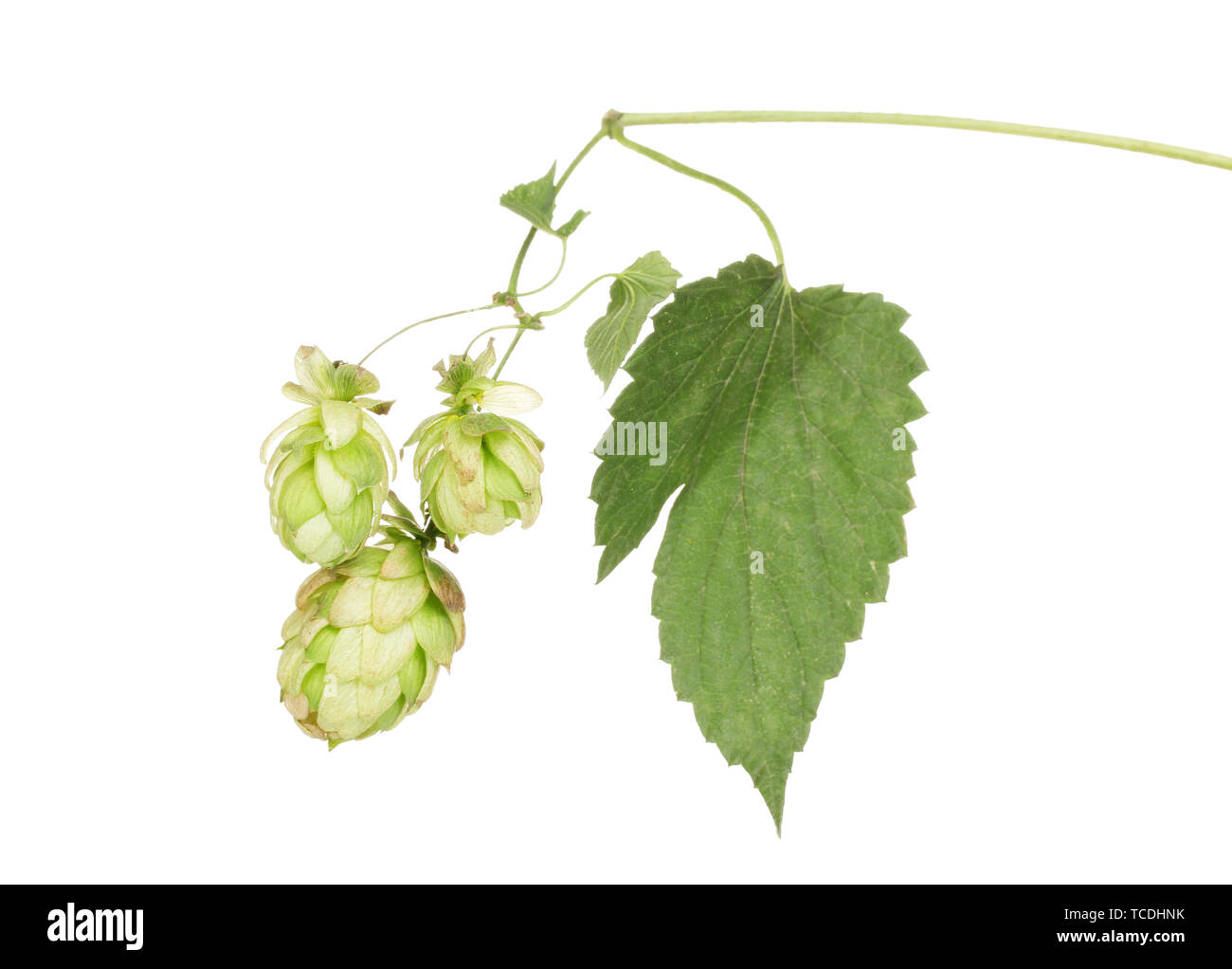 beautiful green hop isolated on white Stock Photo - Alamy
