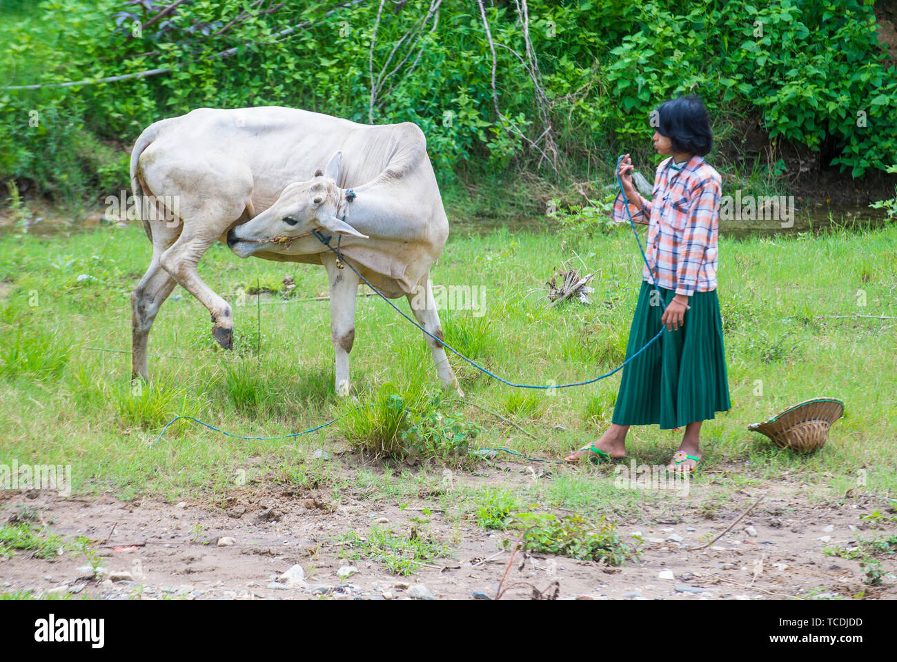 Burmese shepherd in a pasture with a buffalo in Shan state Myanmar ...
