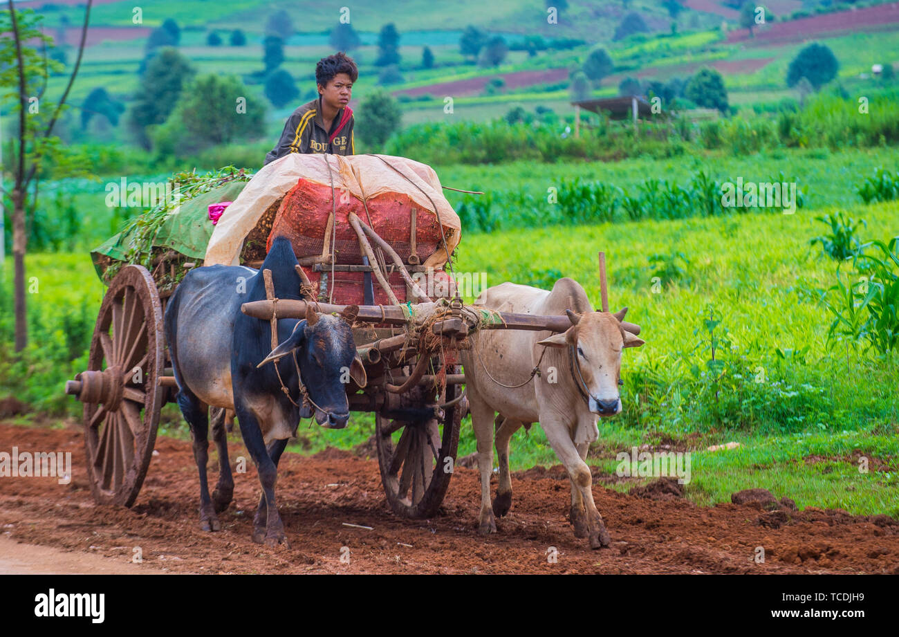 Burmese farmer riding ox cart in Shan state Myanmar Stock Photo - Alamy
