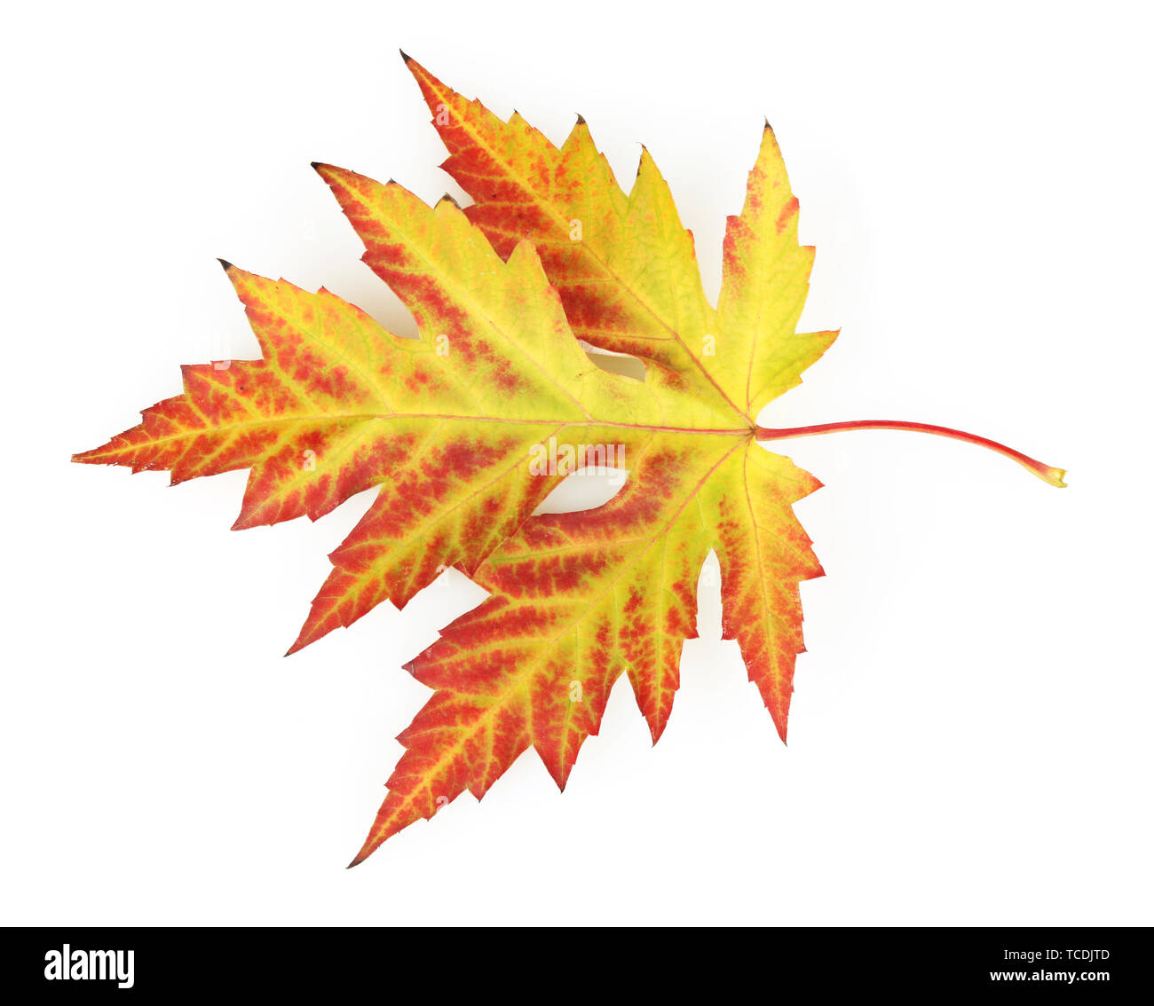 Vivid autumn maple leaf Cut Out Stock Images & Pictures - Alamy