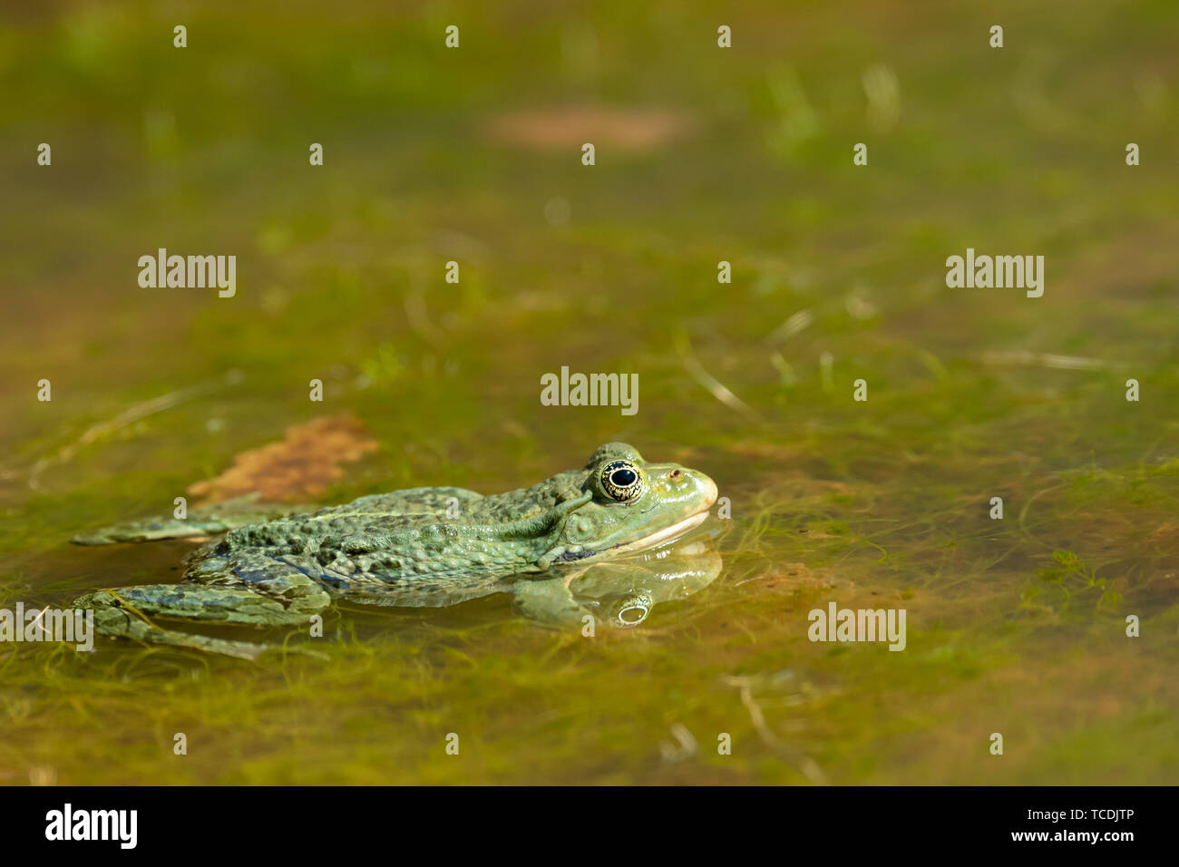 Marsh frog rana ridibunda on hi-res stock photography and images - Alamy