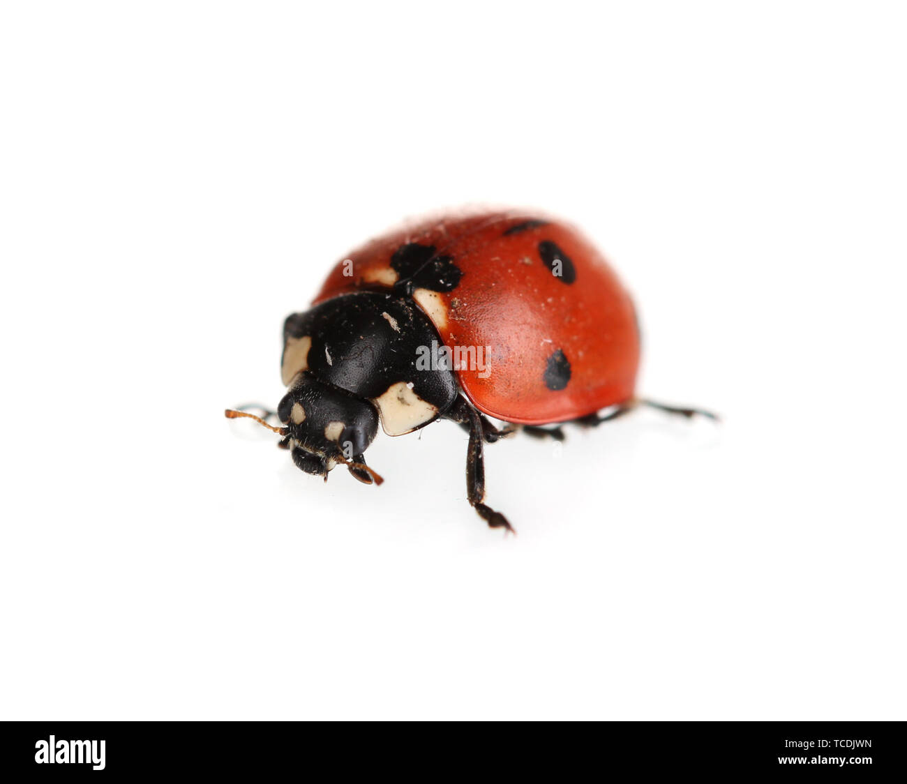 Ladybug isolated on white Stock Photo - Alamy
