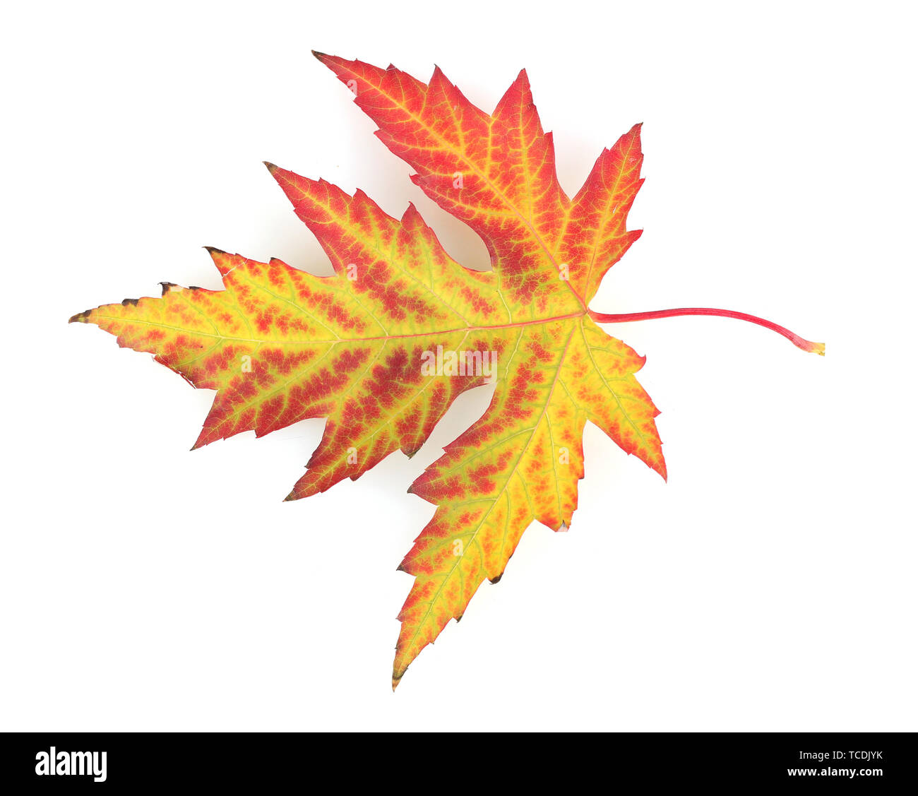 vivid autumn maple leaf isolated on white Stock Photo - Alamy