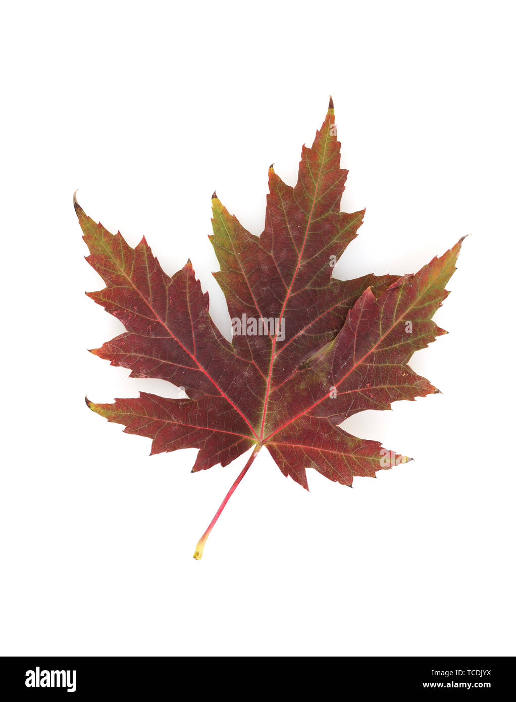 vivid autumn maple leaf isolated on white Stock Photo - Alamy