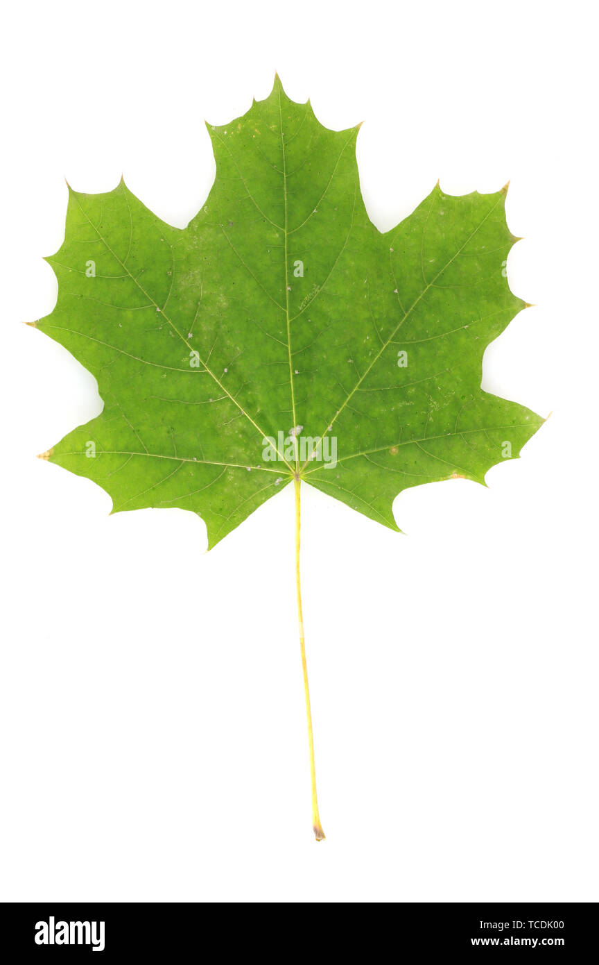 beautiful green maple leaf isolated on white Stock Photo - Alamy