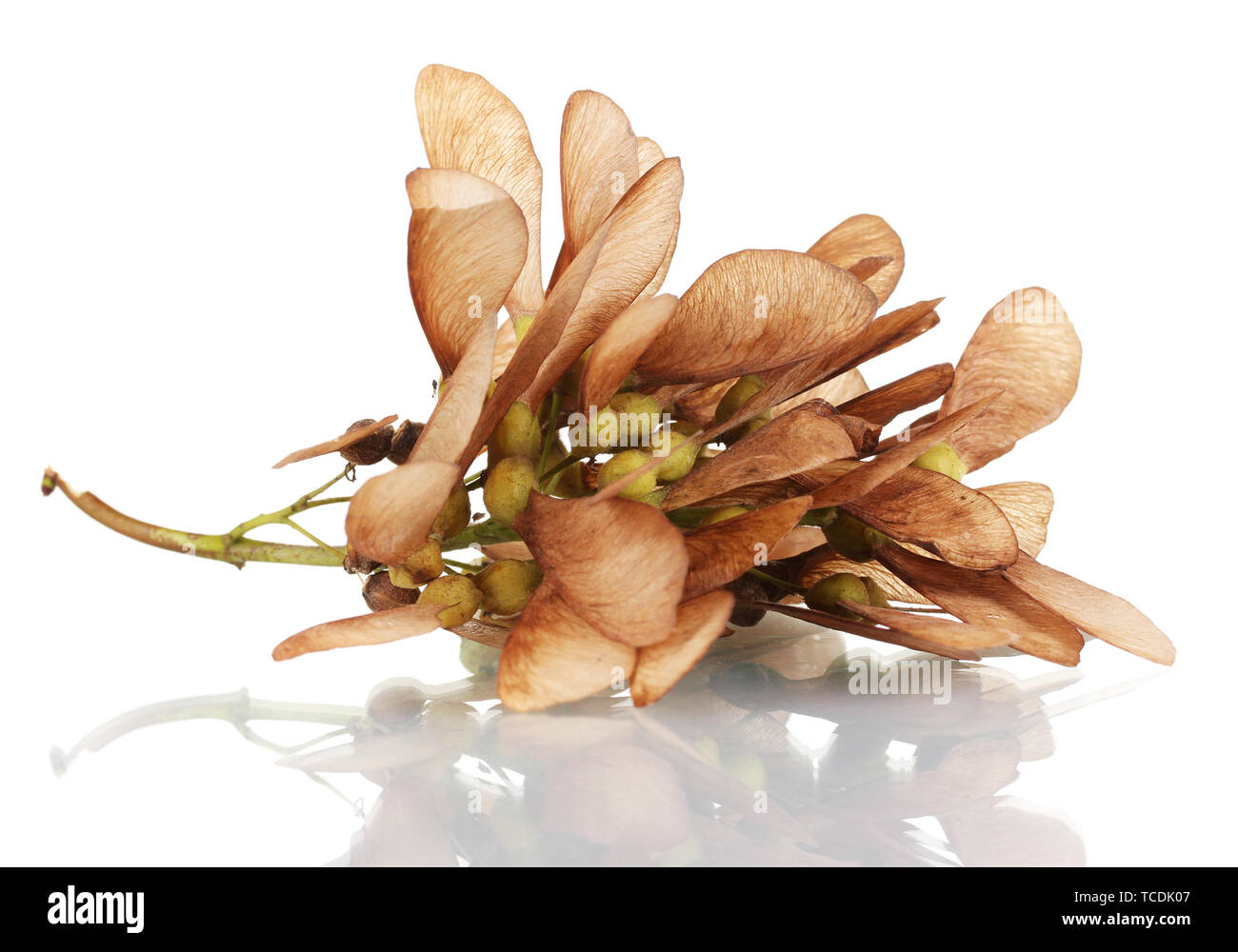 maple seed isolated on white Stock Photo - Alamy