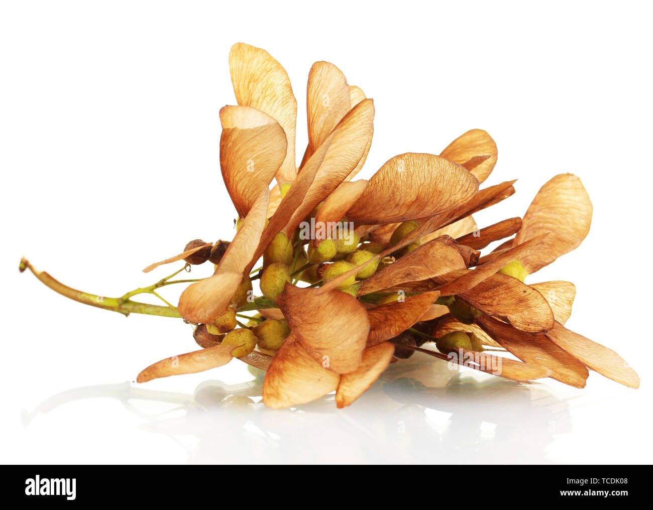 maple seed isolated on white Stock Photo - Alamy