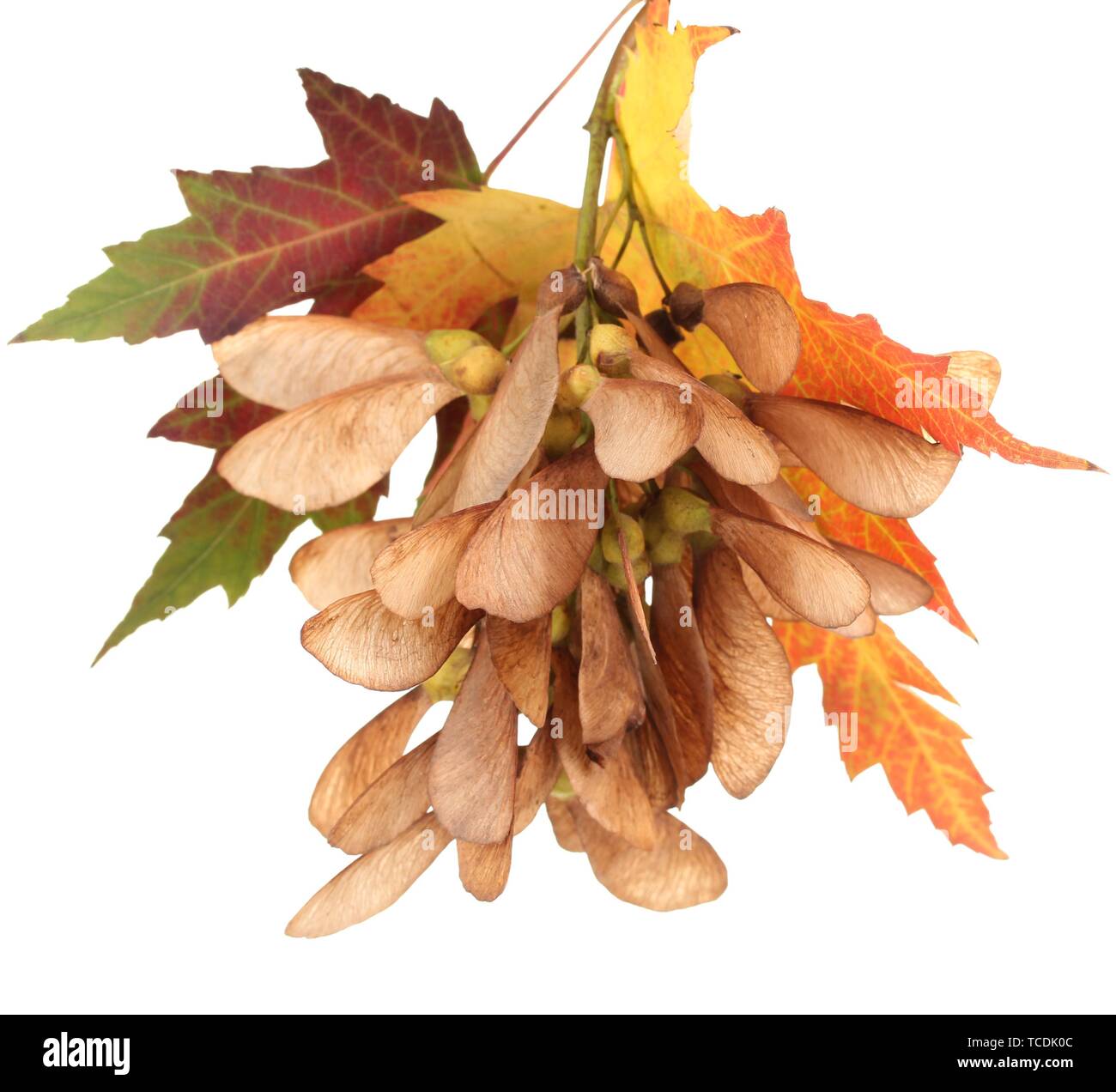 maple seed and autumn leaves isolated on white Stock Photo - Alamy