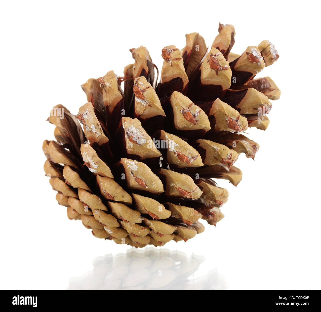 Beautiful pine cone isolated on white Stock Photo - Alamy