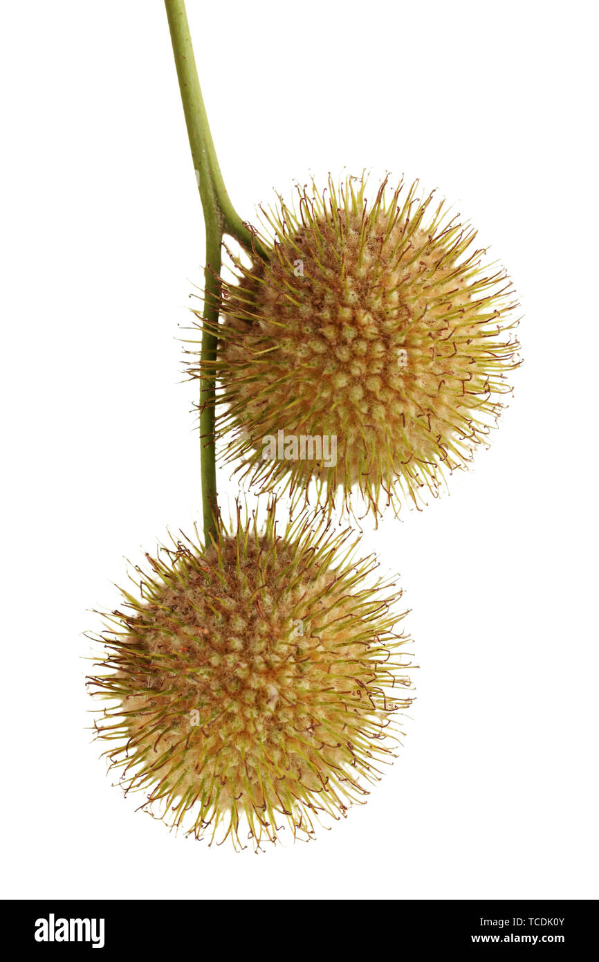 Balls of maple seeds isolated on white Stock Photo - Alamy