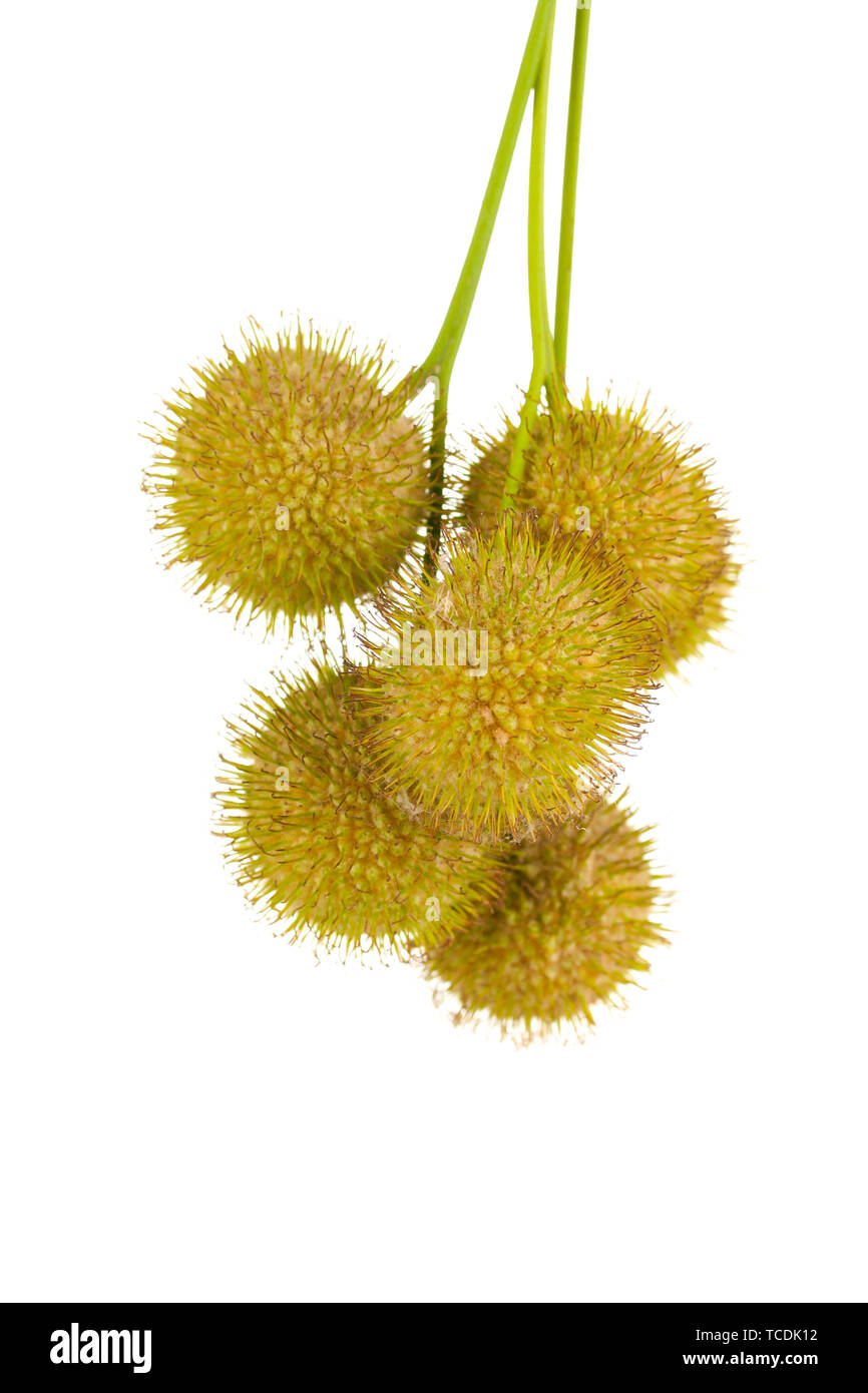 Balls of maple seeds isolated on white Stock Photo - Alamy