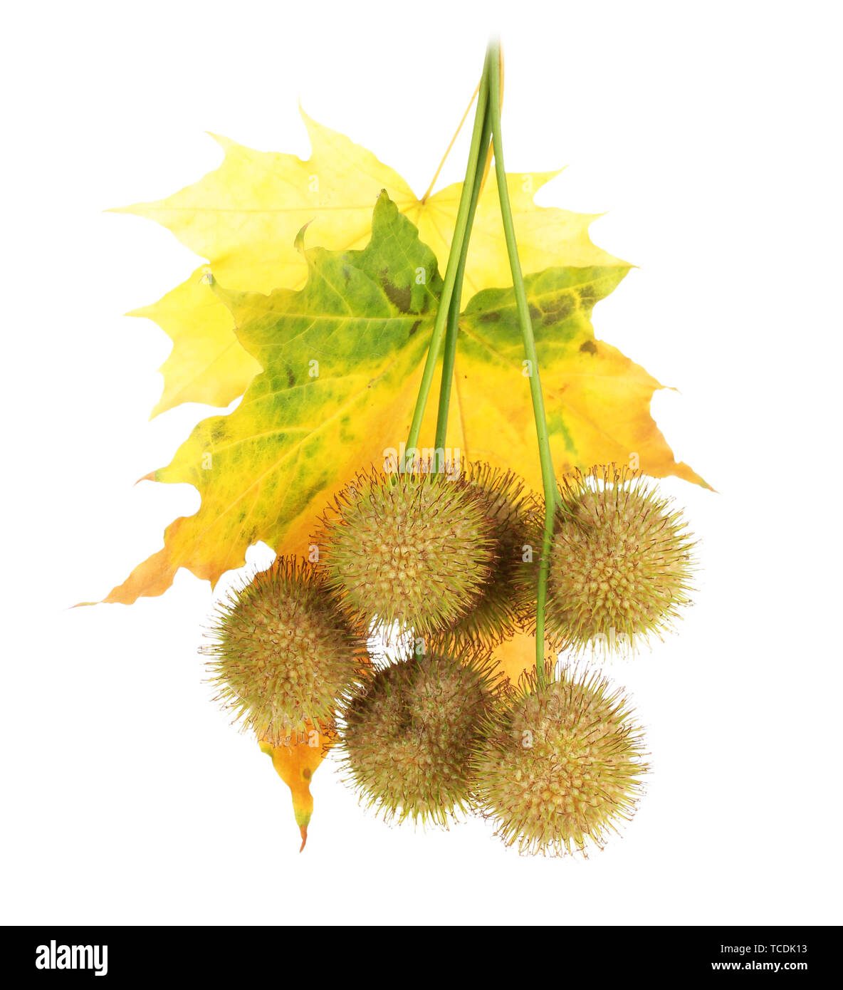 Maple leaves fruits Cut Out Stock Images & Pictures - Alamy