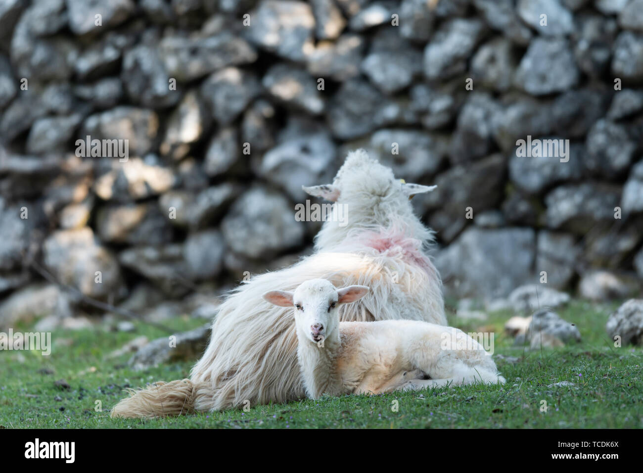 Croatia cres lamb hi-res stock photography and images - Alamy