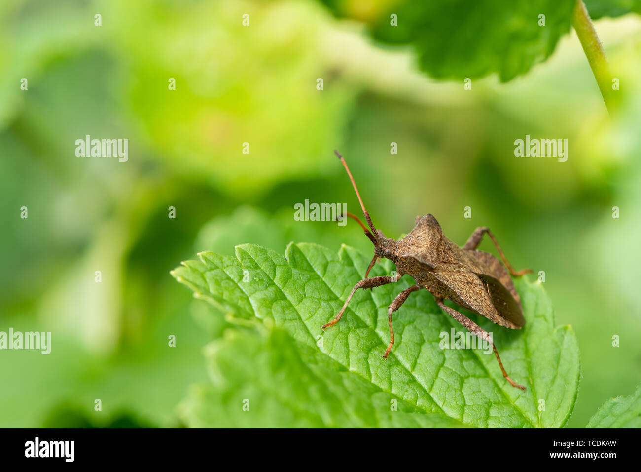 A dock bug (Coreus marginatus, Coreidae) sitting on a green leaf Stock ...