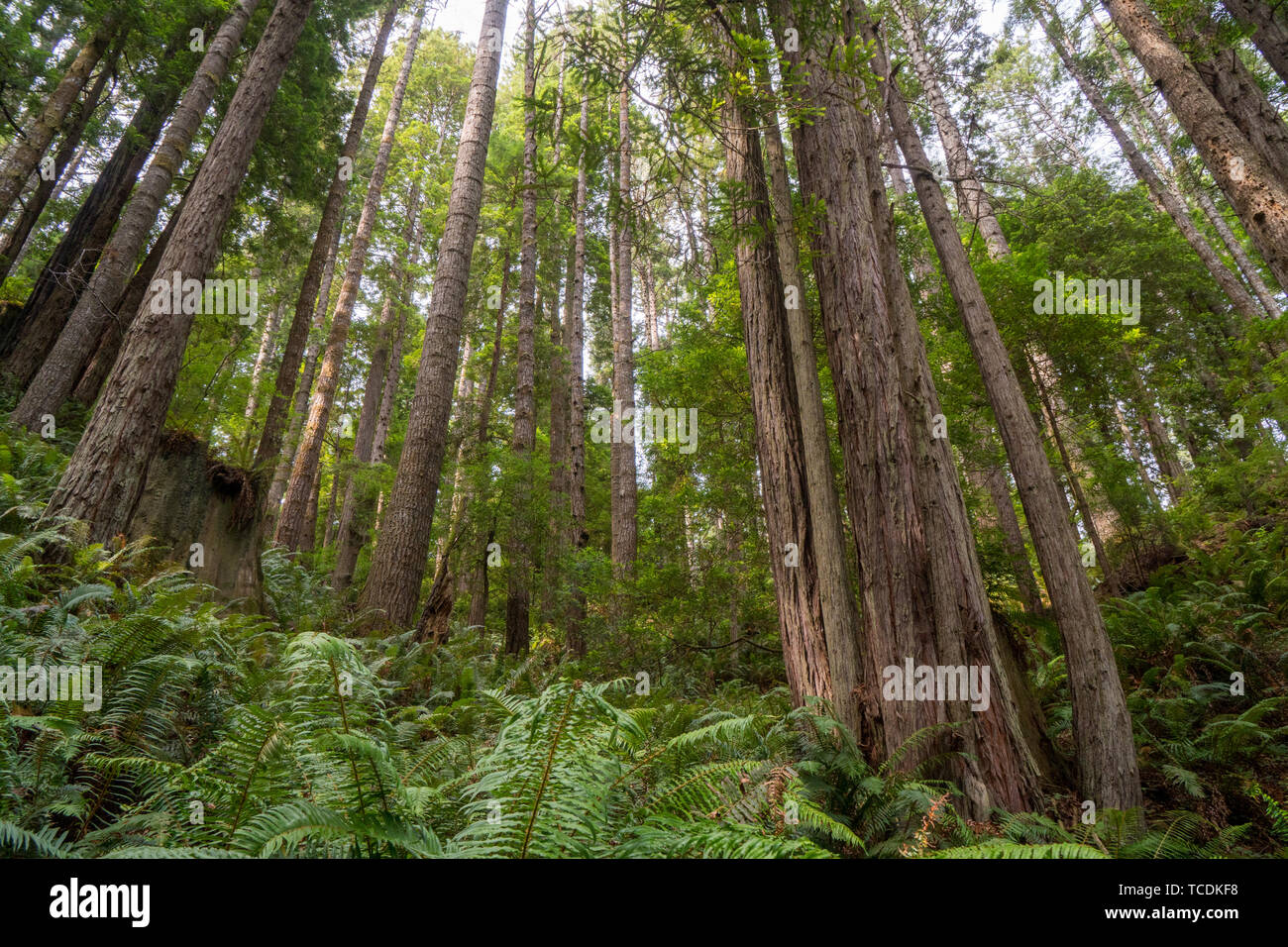 Tall redwood tree hi-res stock photography and images - Alamy