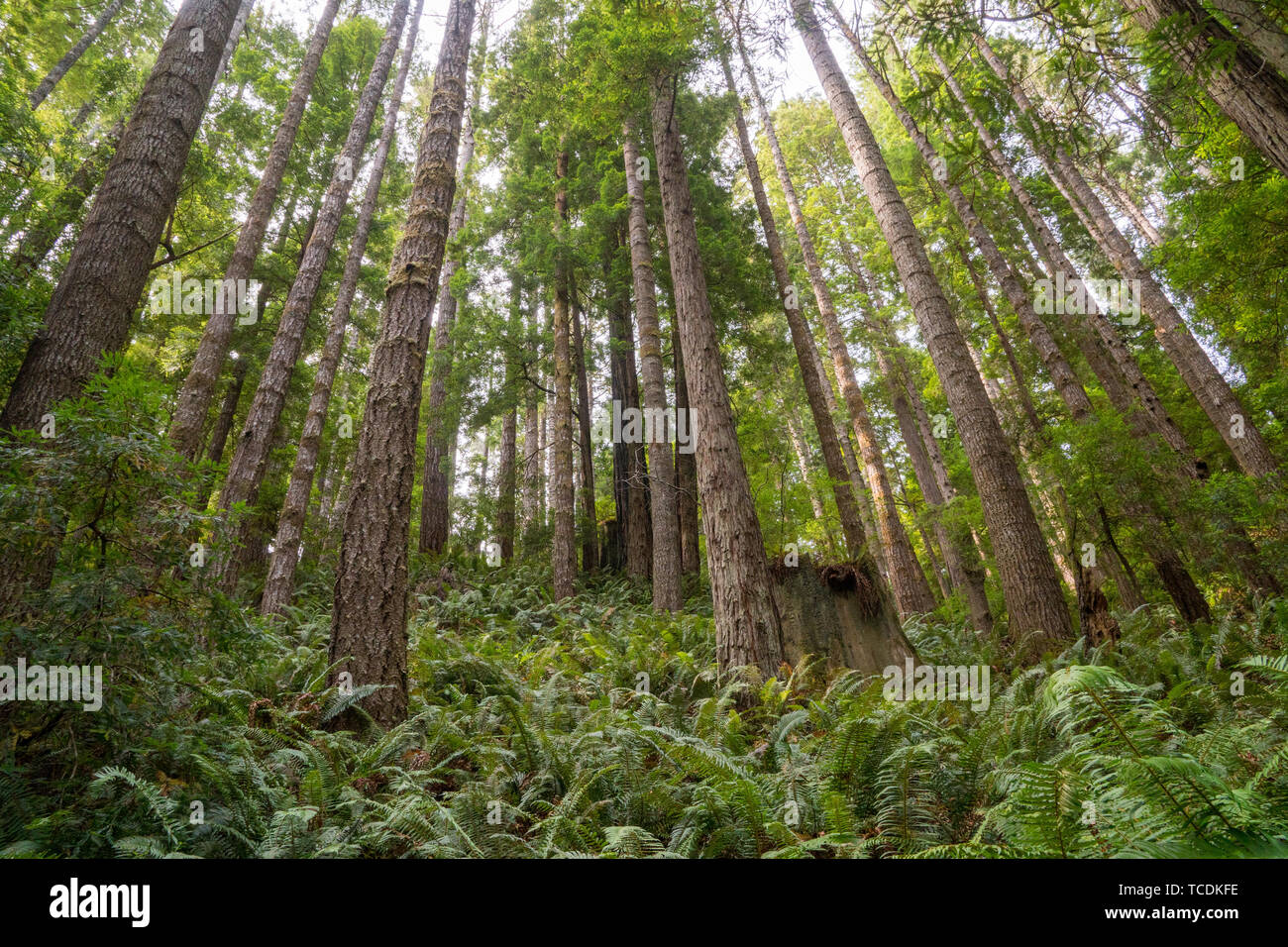 Tall redwood tree forest canopy Stock Photo - Alamy
