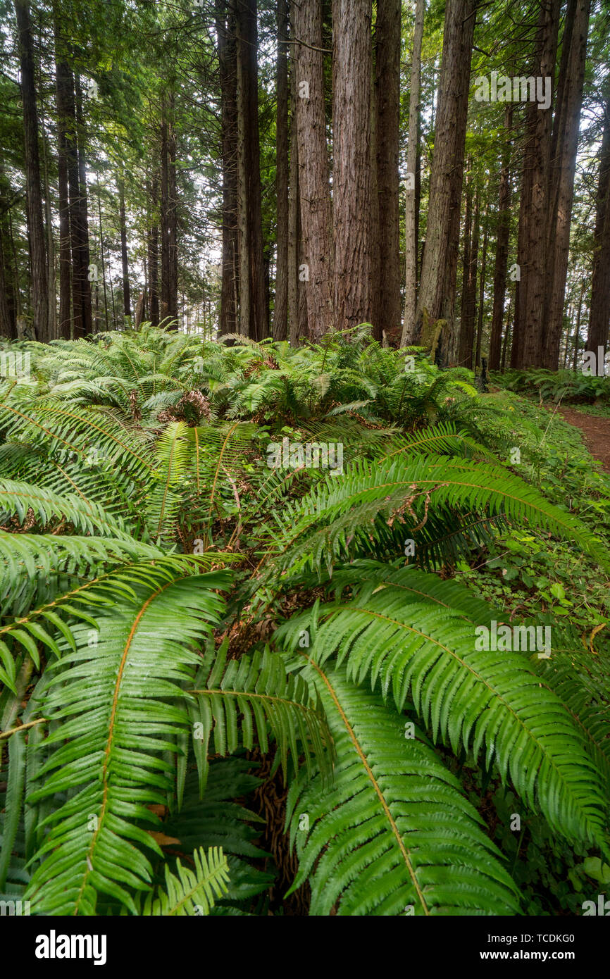 Tall redwood tree hi-res stock photography and images - Alamy
