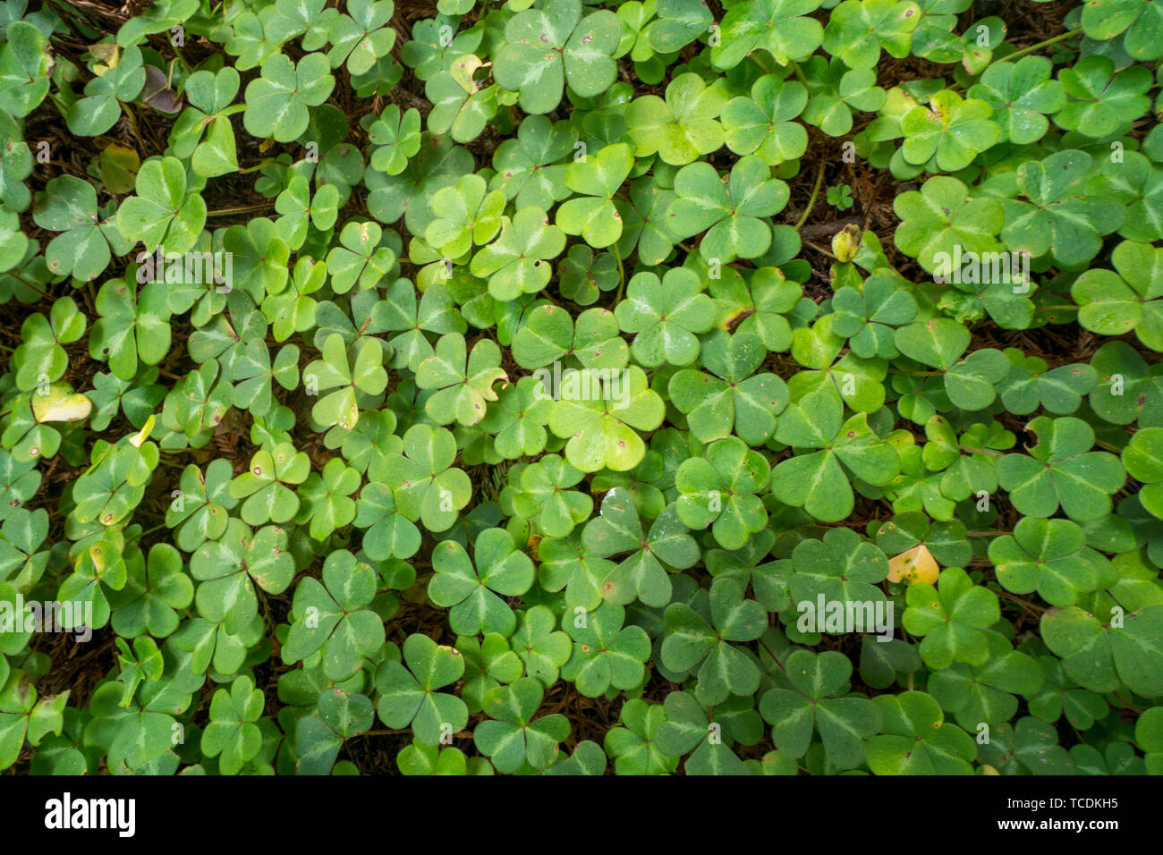 Lucky green clover field background Stock Photo - Alamy