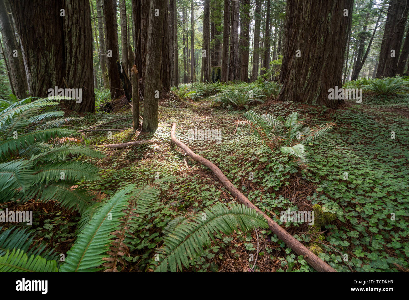 Tall redwood tree forest canopy Stock Photo - Alamy