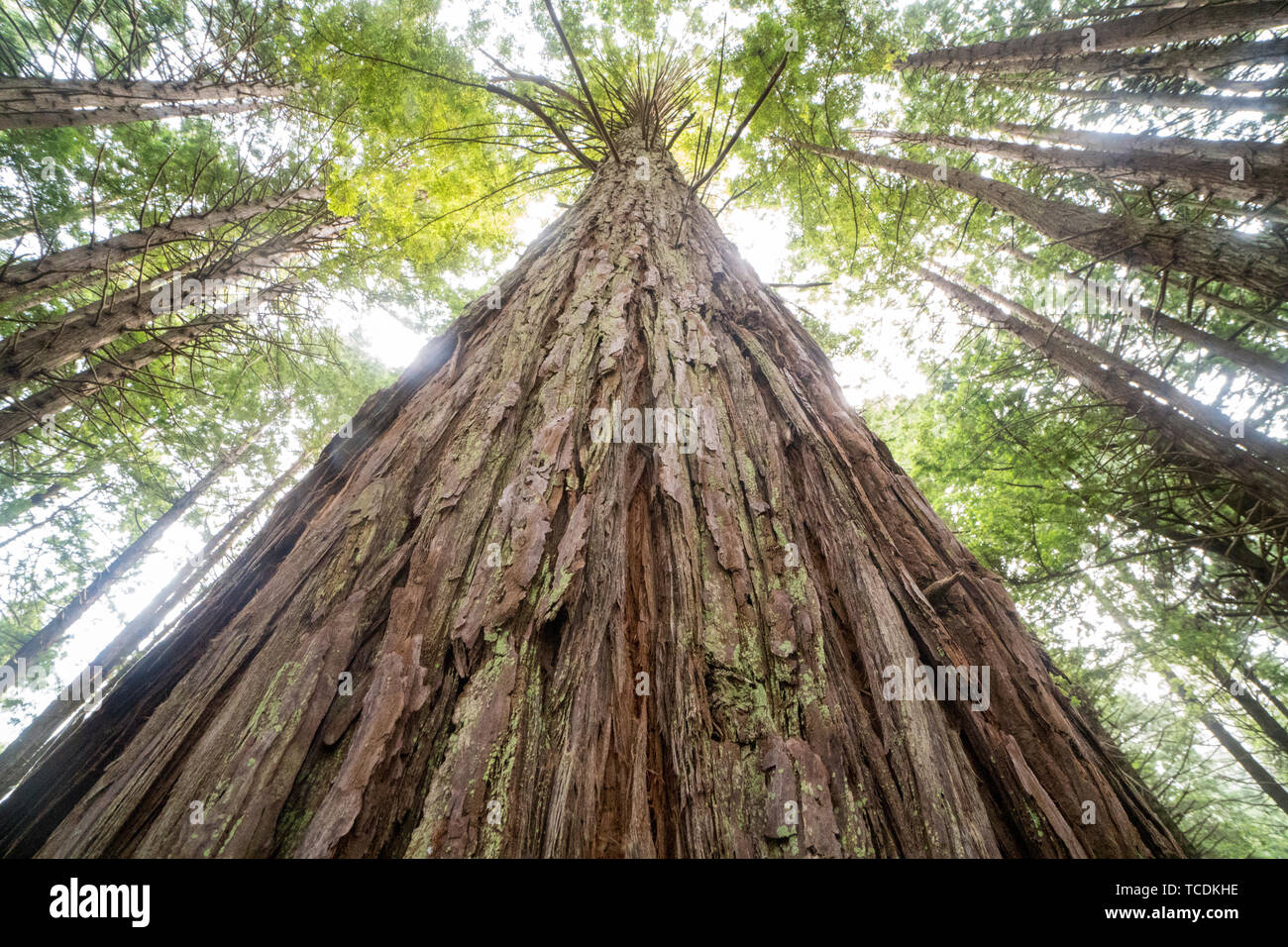 Tall redwood tree forest canopy Stock Photo - Alamy