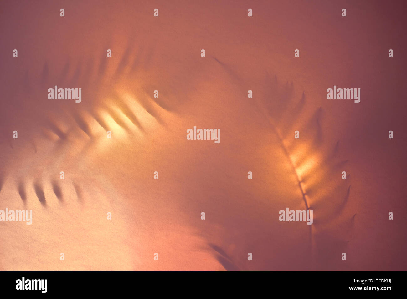 Abstract background of shadows palm leaves on pastel backdrop in ...