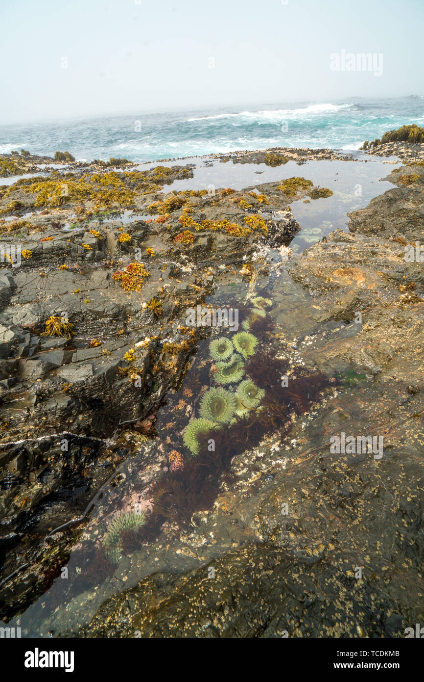 Tide pools marine life on hi-res stock photography and images - Alamy