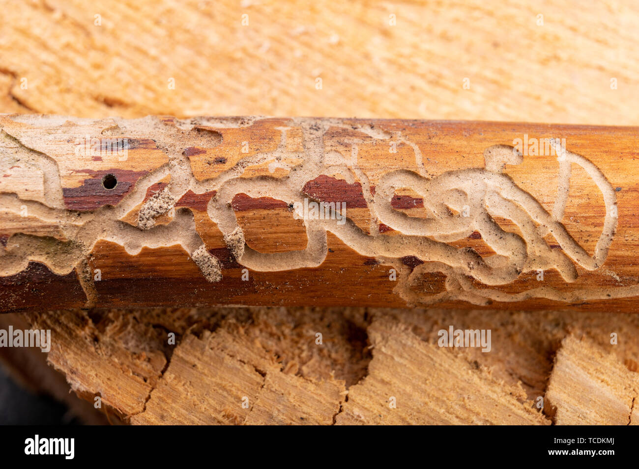 Ash bark beetle hi-res stock photography and images - Alamy