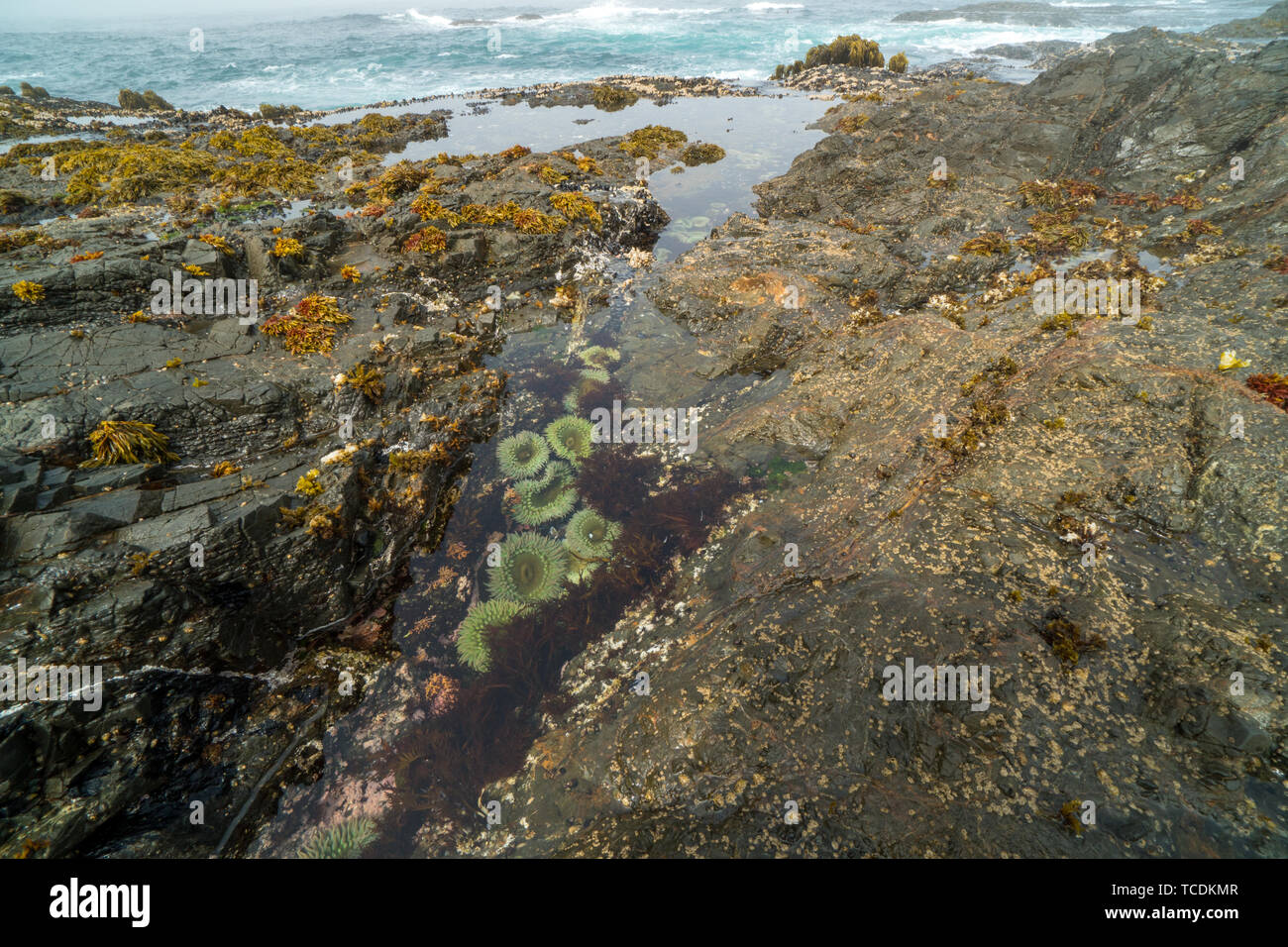 Tide pools on low tide Stock Photo - Alamy