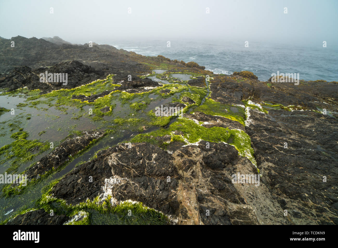 Seaweed growing on the rocks hi-res stock photography and images - Alamy