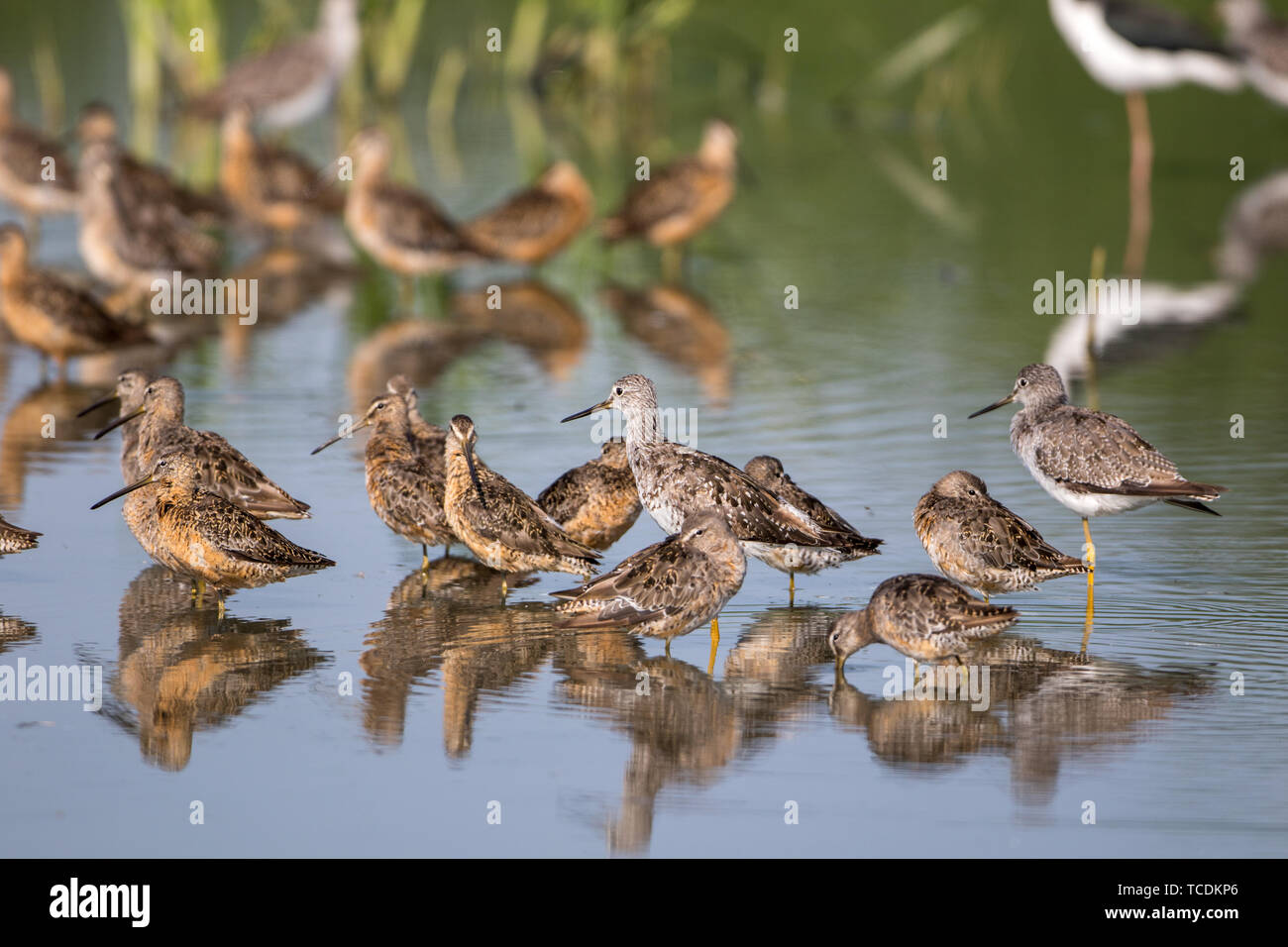 Large flock of Short-billed Dowitcher Stock Photo - Alamy