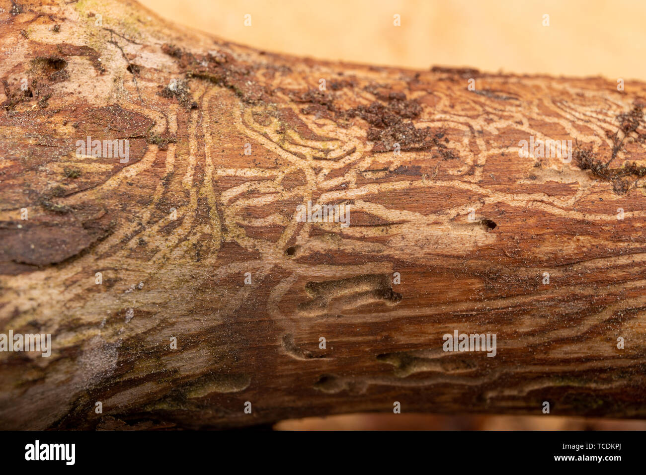 Traced bark beetles on coniferous tree branches. Places of living of ...