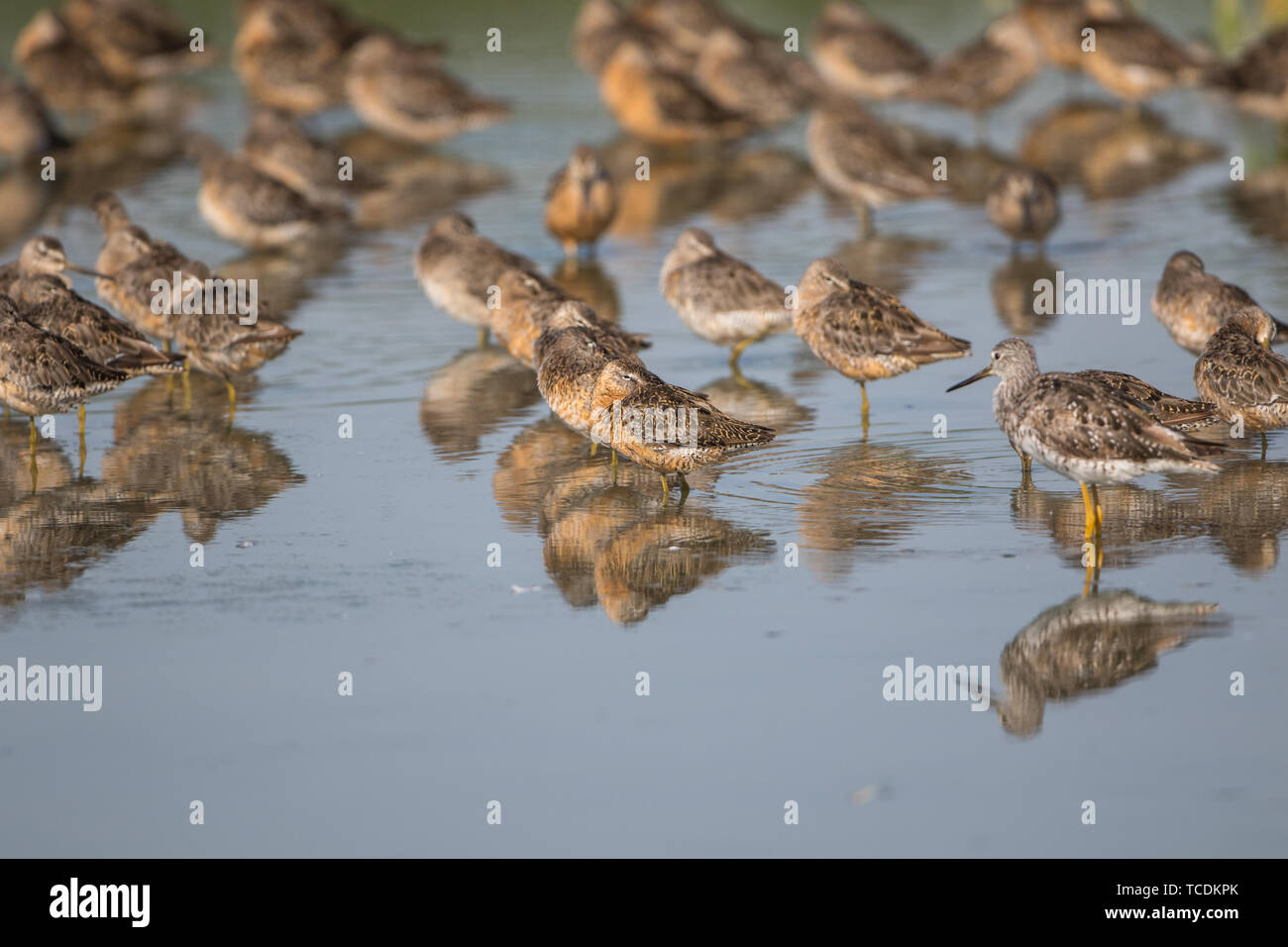 Large flock of Short-billed Dowitcher Stock Photo - Alamy