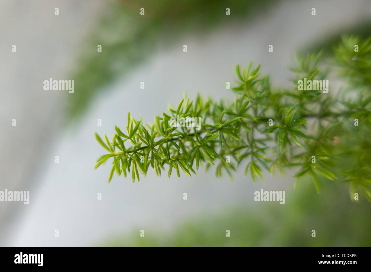 Fern Type High Resolution Stock Photography and Images - Alamy