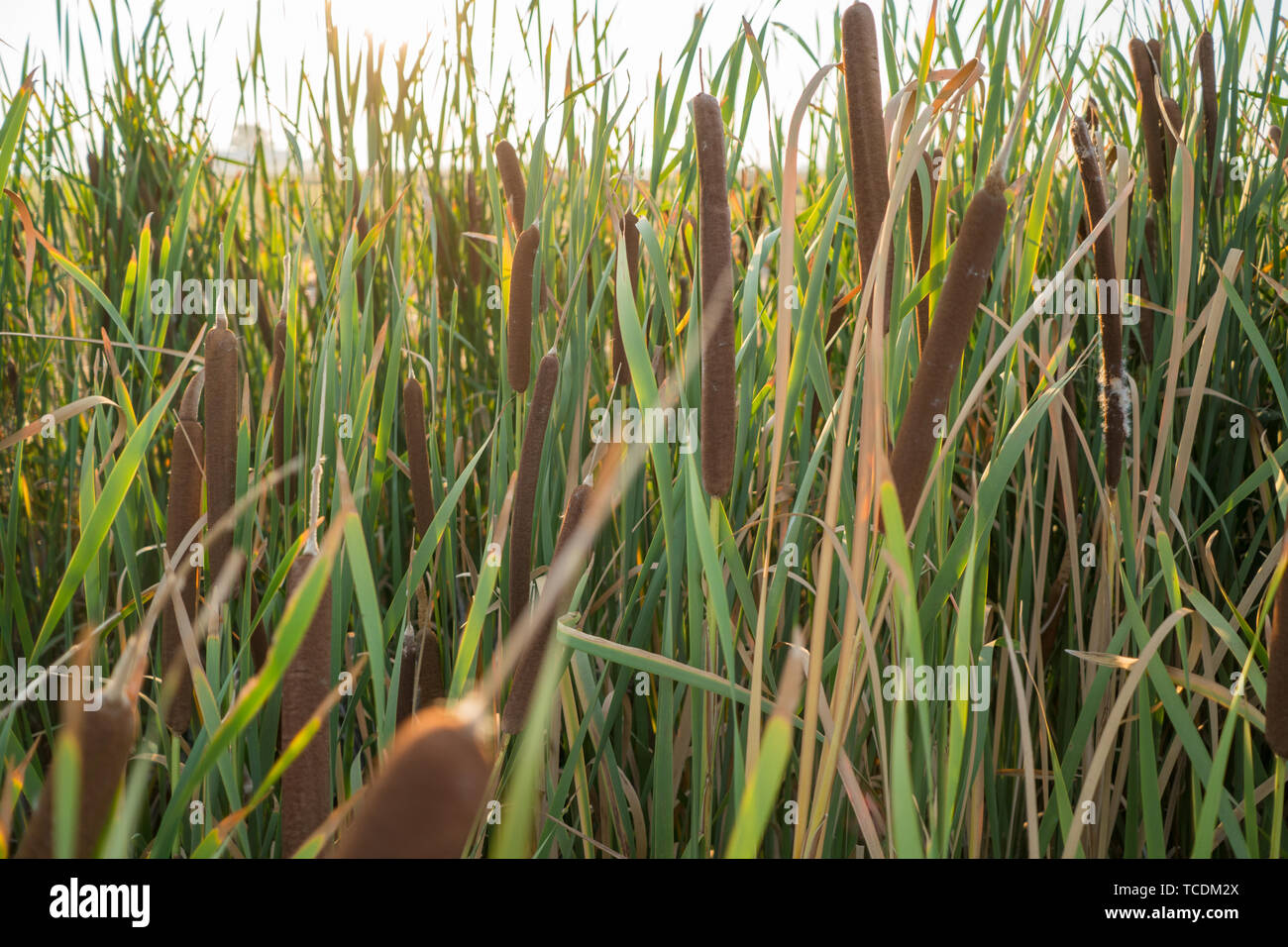 Reeds with sun behind hi-res stock photography and images - Alamy