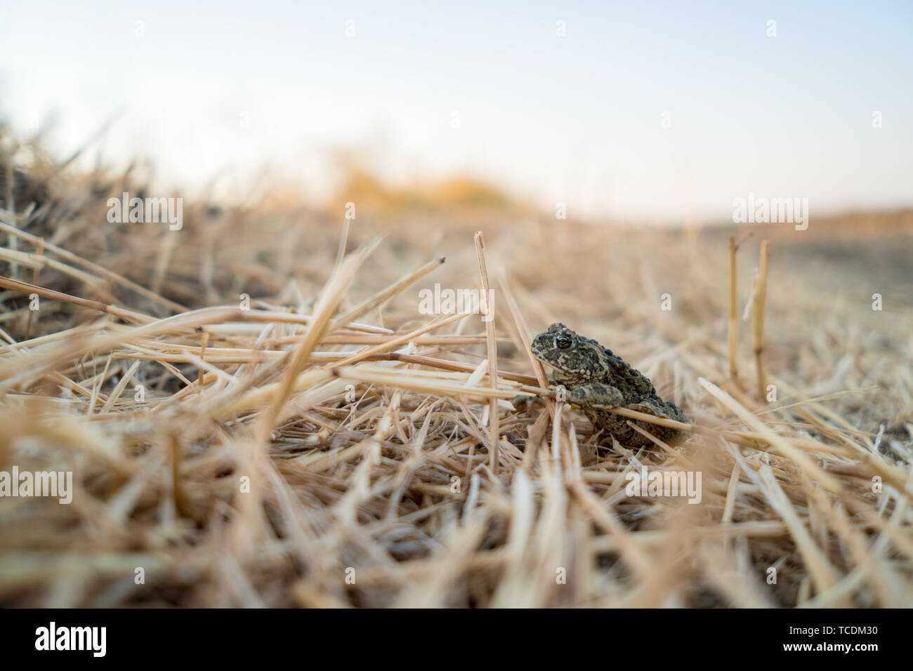 common toad sitting in dry grass Stock Photo - Alamy