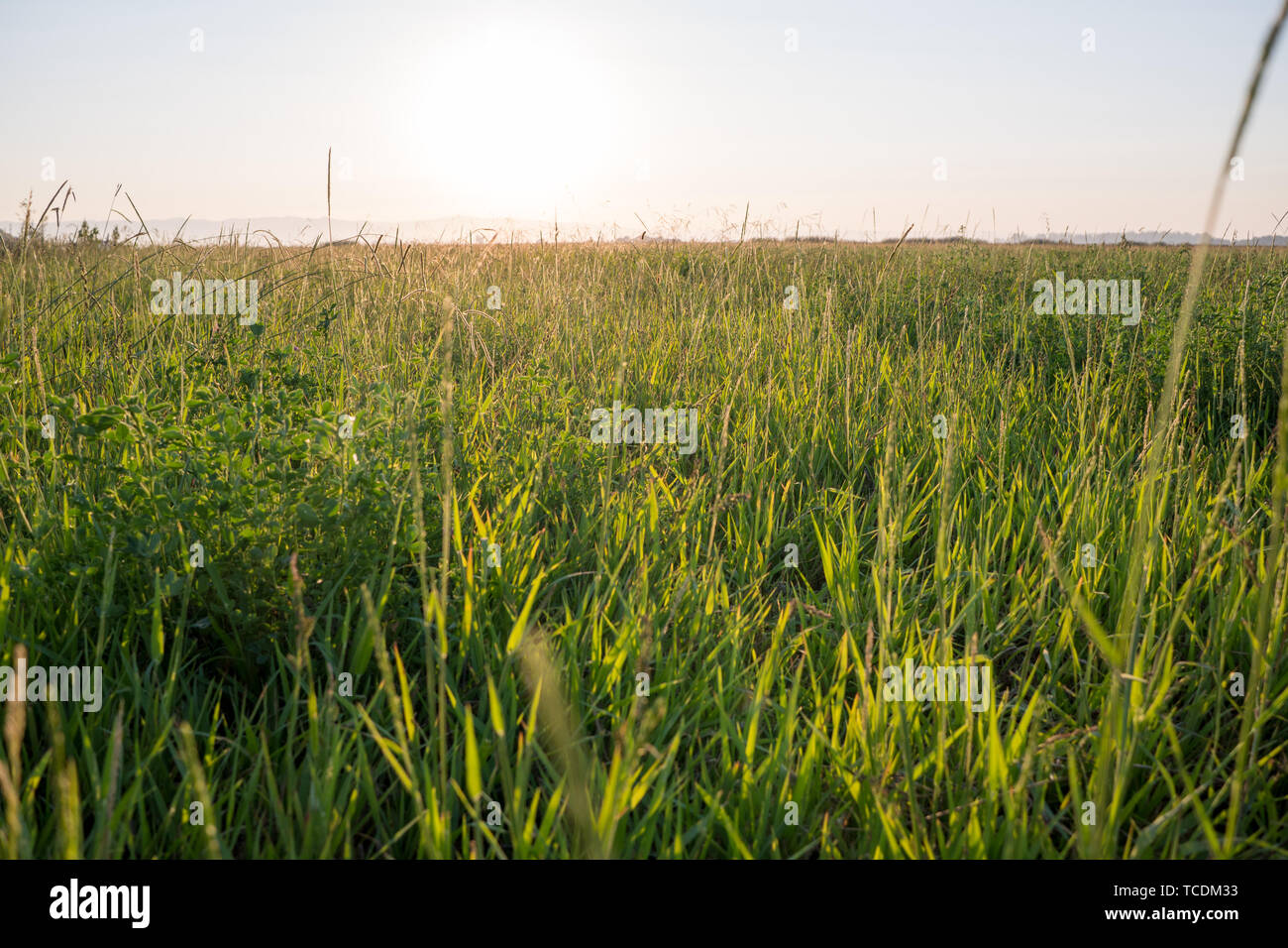 Sun setting behind grass hi-res stock photography and images - Alamy