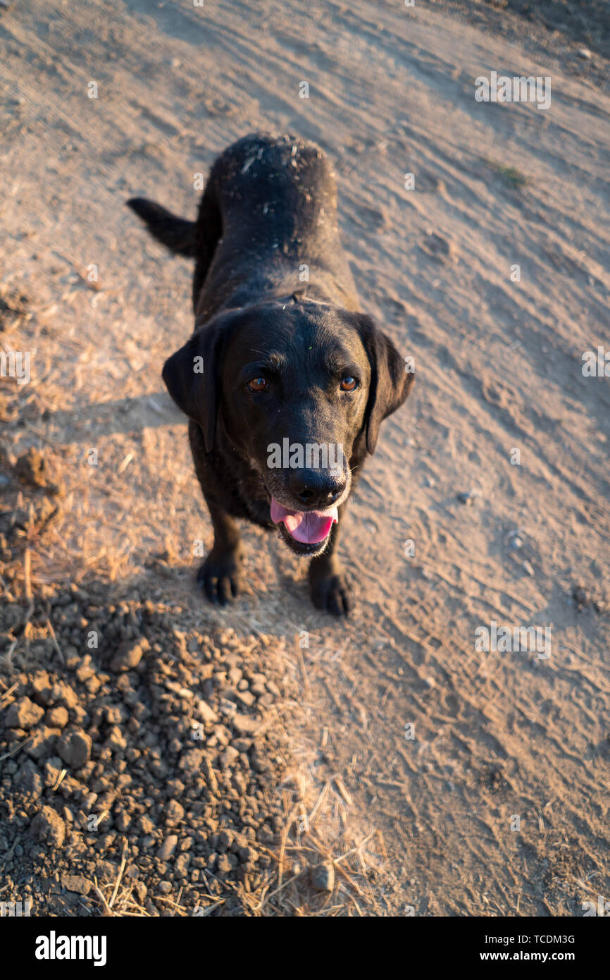 Black Labrador retriever looking up begging Stock Photo - Alamy