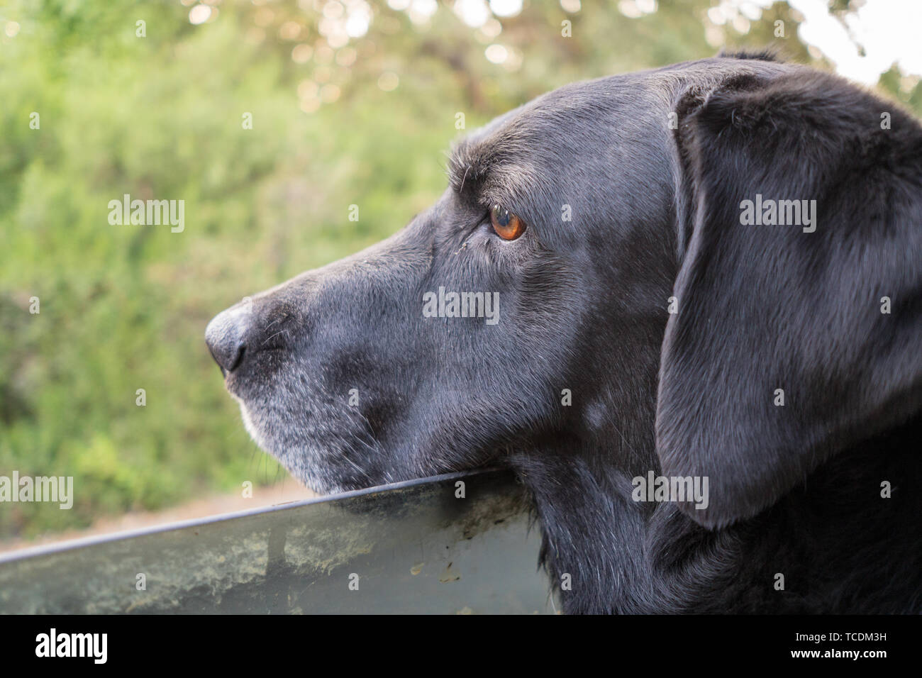 Black labrador retriever looking out of car window Stock Photo - Alamy
