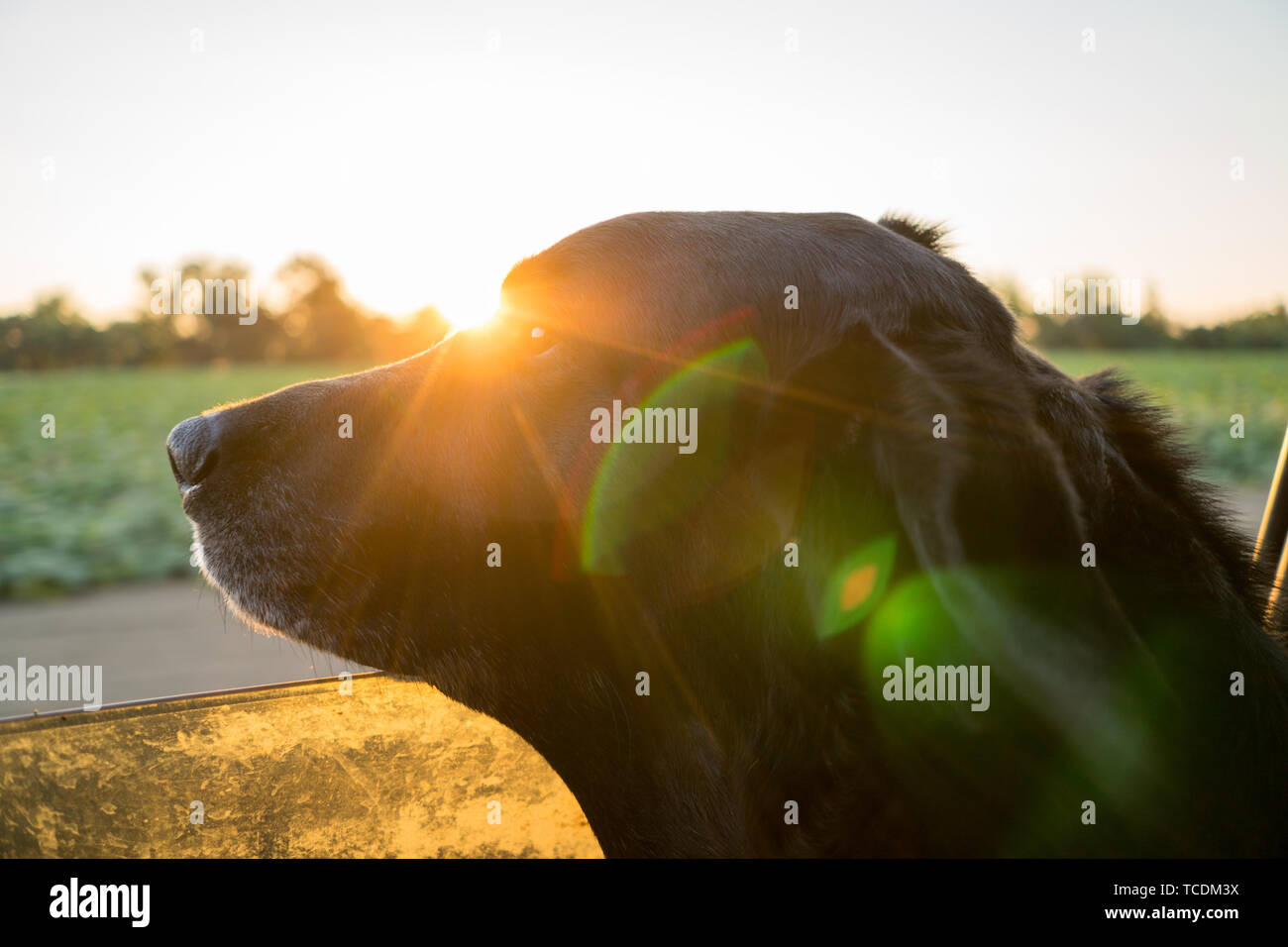 Black labrador retriever looking out of car window Stock Photo - Alamy