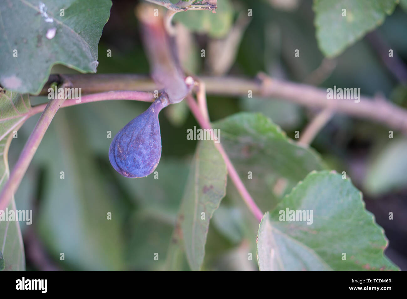 purple fig fruit on fig tree Stock Photo - Alamy