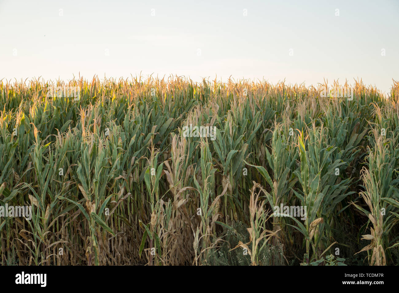 Tight rows hi-res stock photography and images - Alamy
