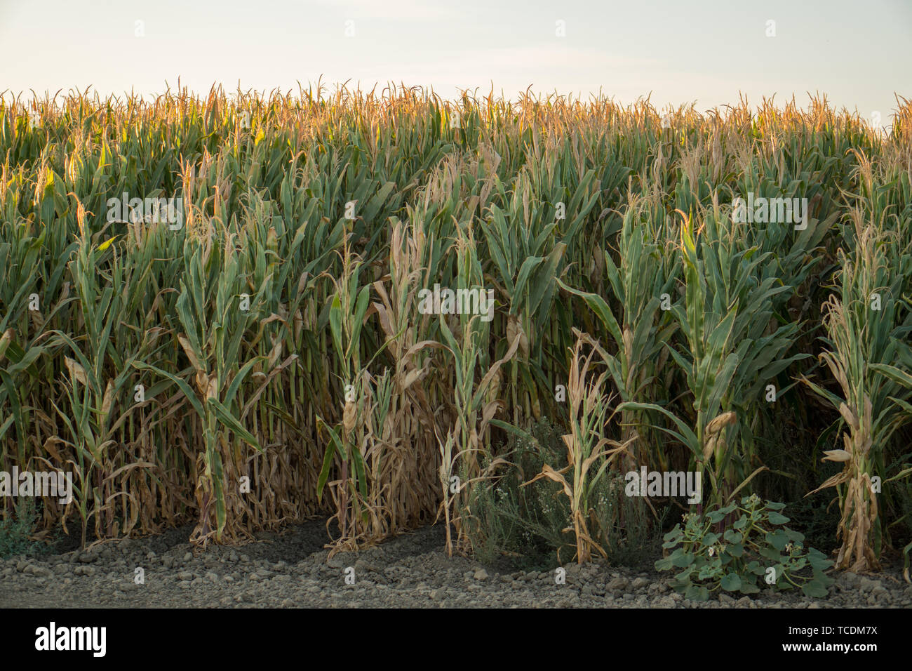 A field of corn growing in tight rows Stock Photo - Alamy